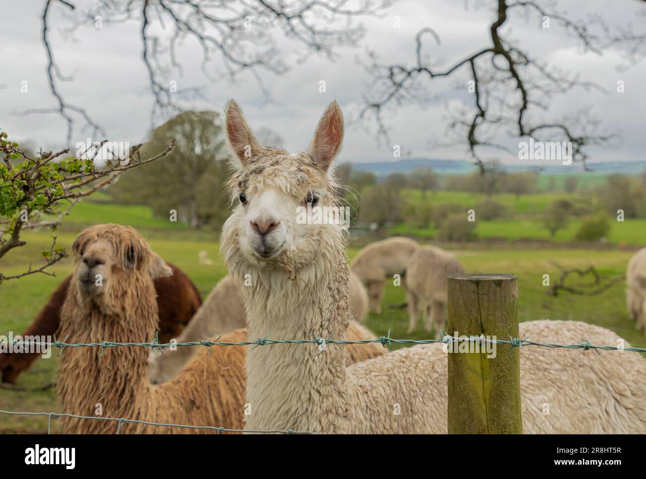 Two wet llamas looking over a fence in the early Spring Stock Photo - Alamy