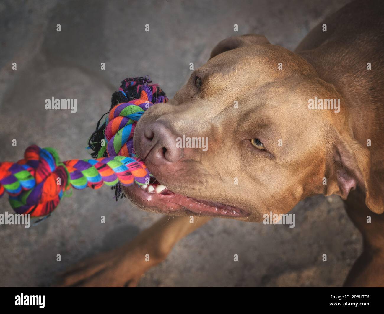 Cute dog and play rope. Close-up, outdoors. Concept of care, education ...