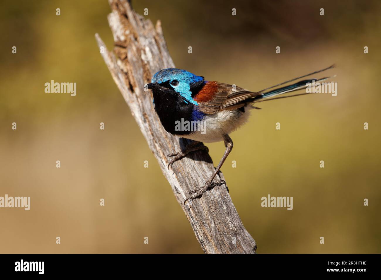 Purple-backed Fairywren - Malurus assimilis bird native to Australia ...