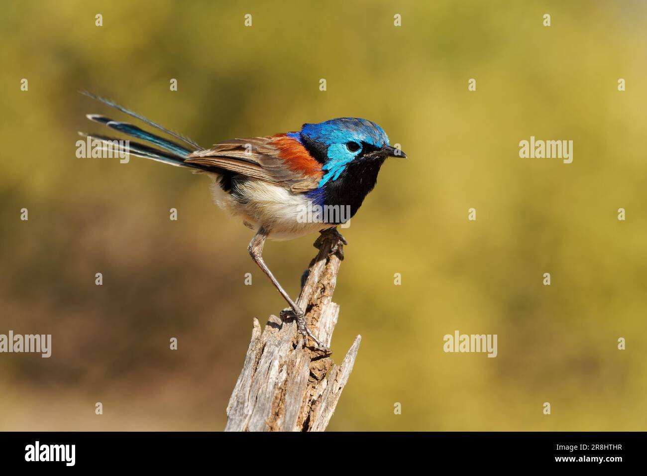 Purple-backed Fairywren - Malurus assimilis bird native to Australia ...