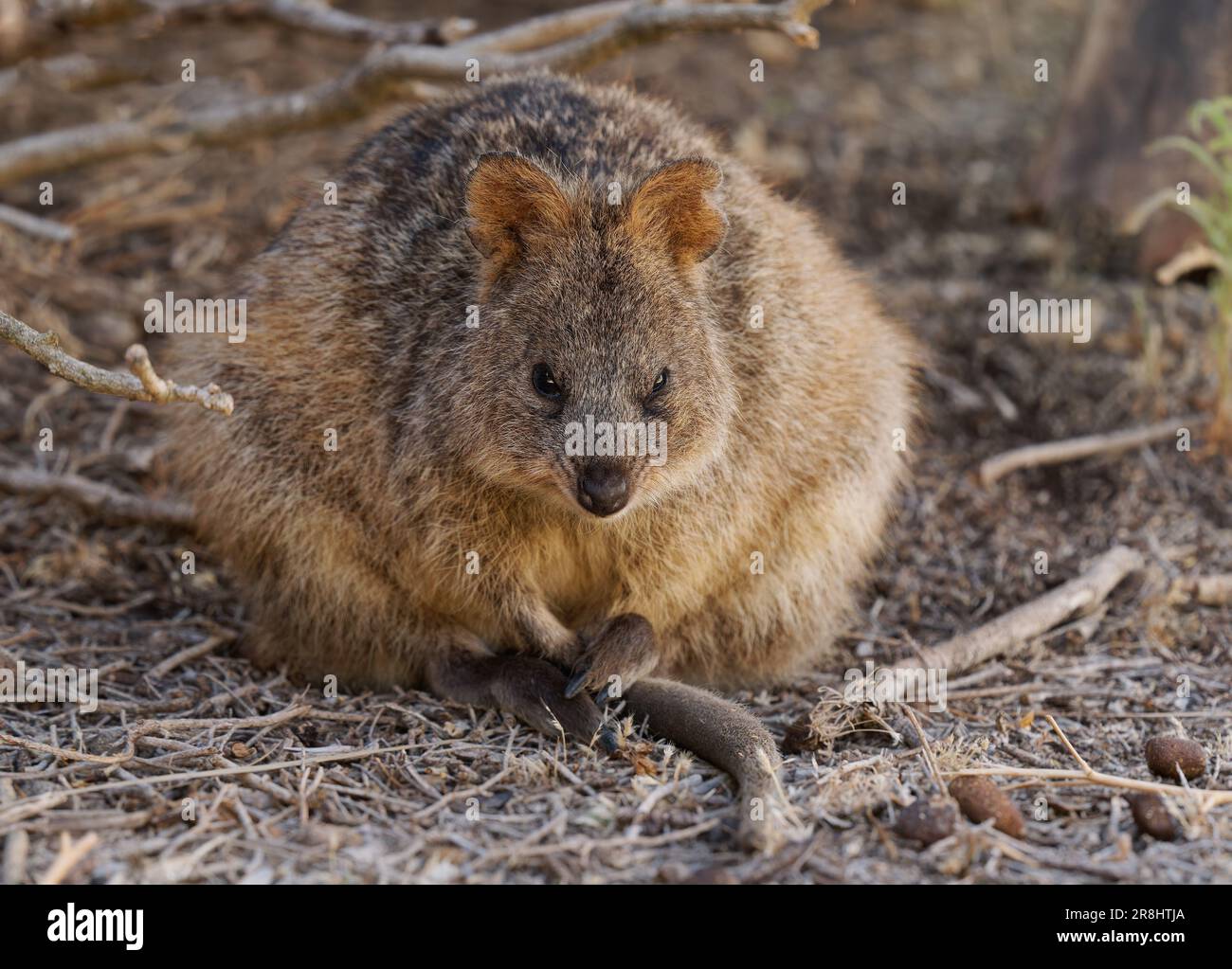Quokka - Setonix brachyurus small macropod size of domestic cat, Like ...