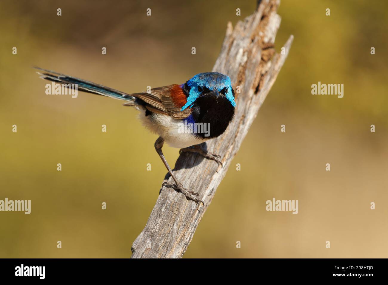 Purple-backed Fairywren - Malurus assimilis bird native to Australia ...