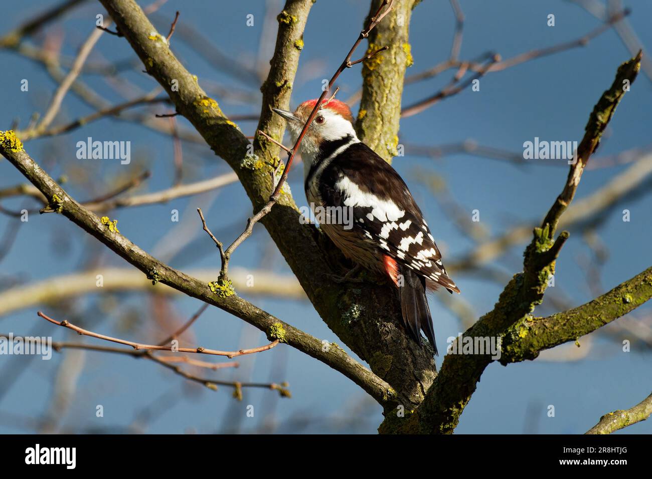 Middle Spotted Woodpecker - Dendrocopos medius sitting on the tree ...