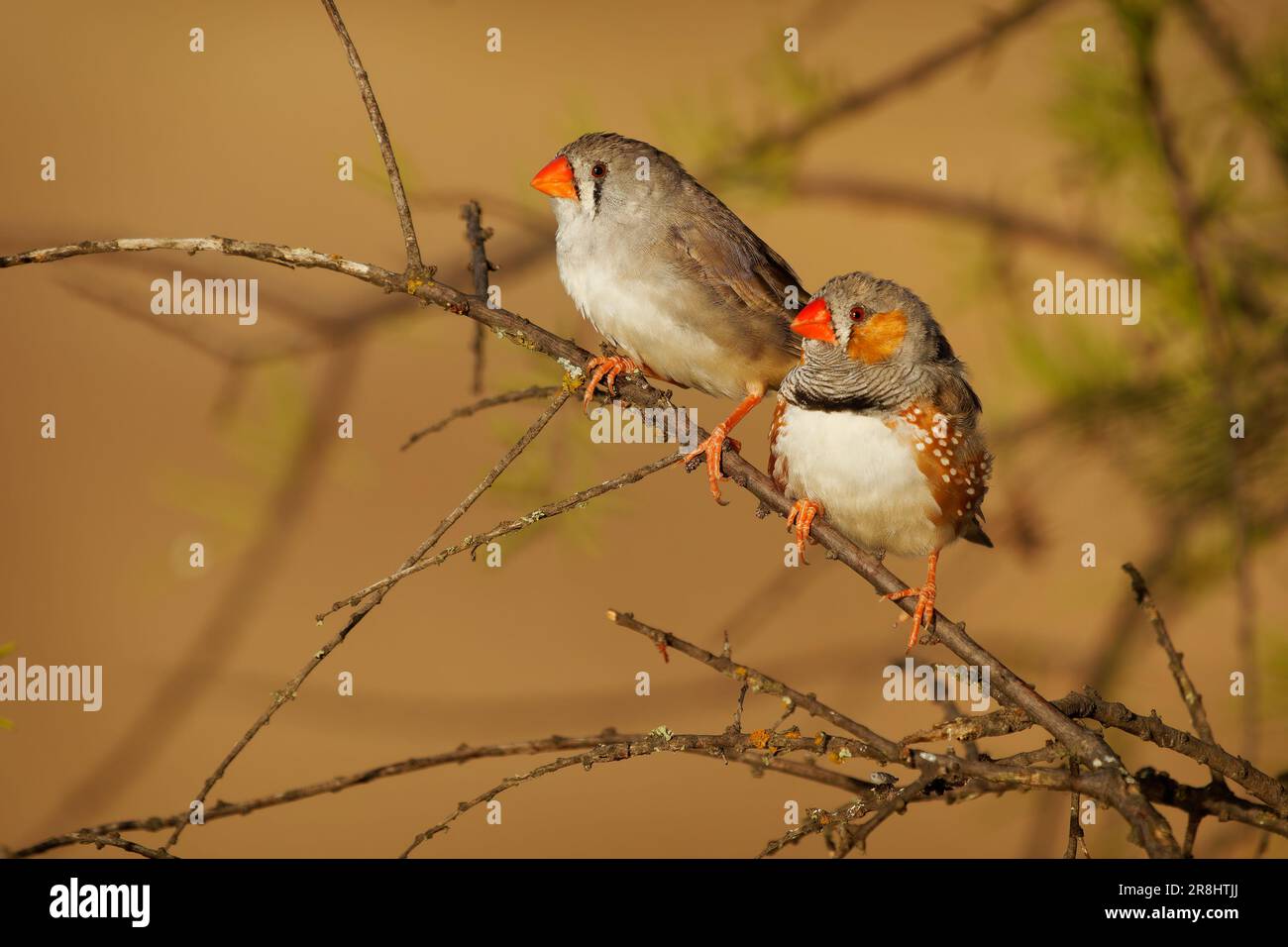 Australian Zebra Finch or Chestnut-eared Finch (Taeniopygia guttata ...