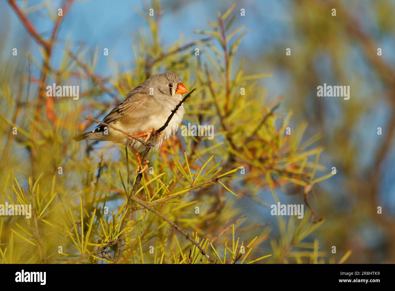 Australian Zebra Finch or Chestnut-eared Finch (Taeniopygia guttata ...