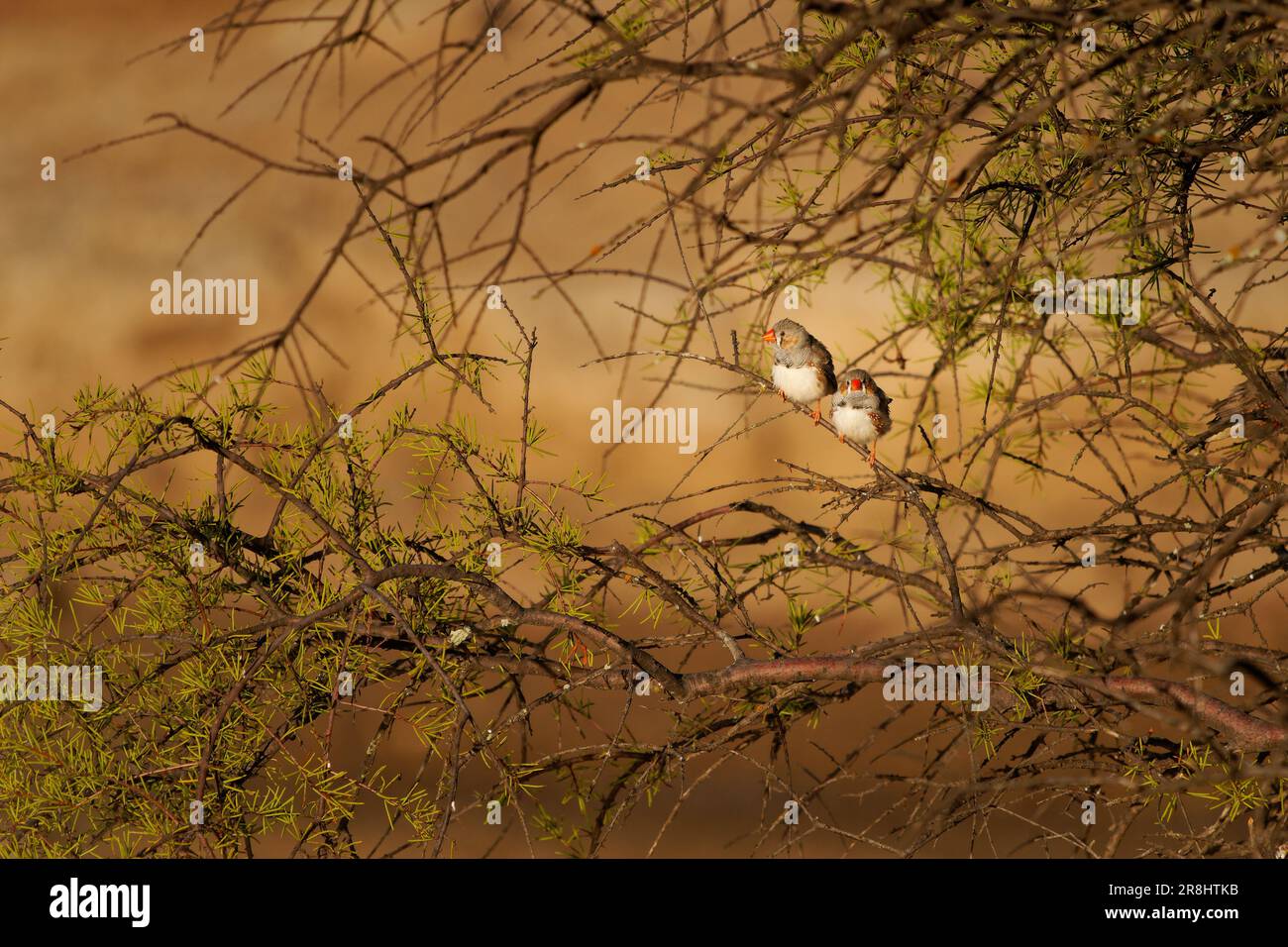 Australian Zebra Finch or Chestnut-eared Finch (Taeniopygia guttata ...