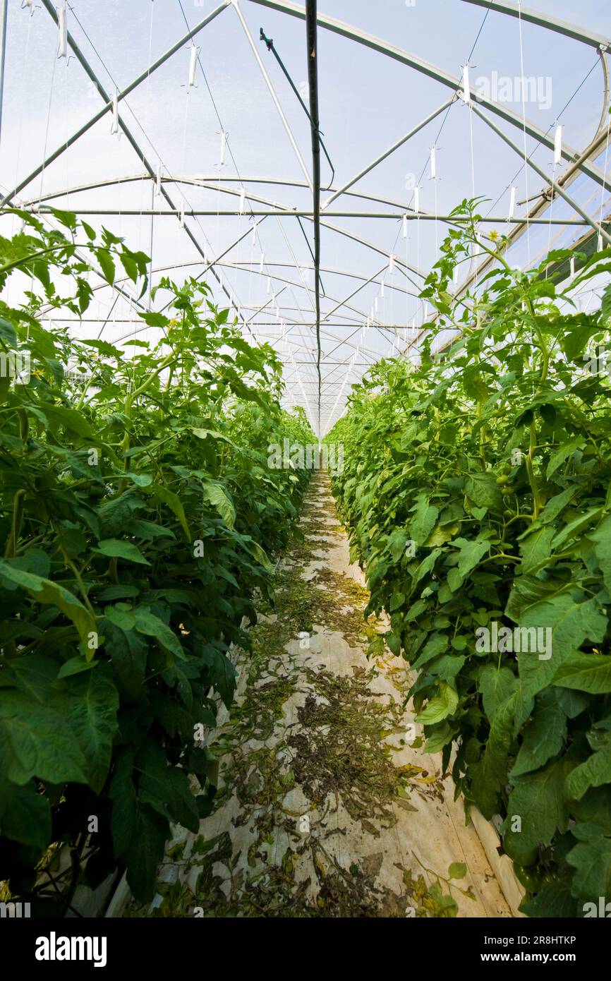 Tomatoes Cultivation. Greenhouse. Merlino Azienda Agricola San Maurizio ...