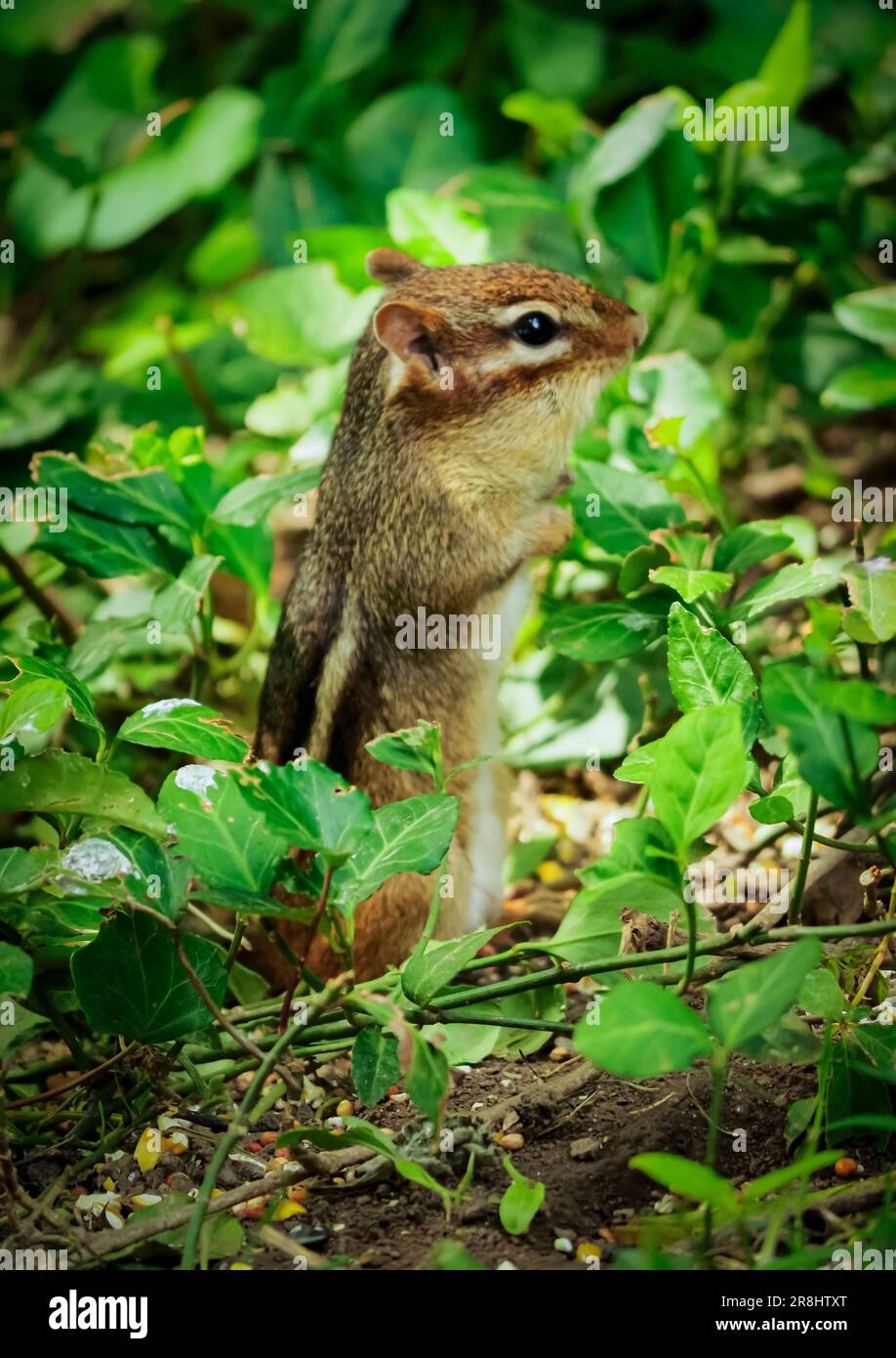 Chipmunk eating grass seeds hi-res stock photography and images - Alamy