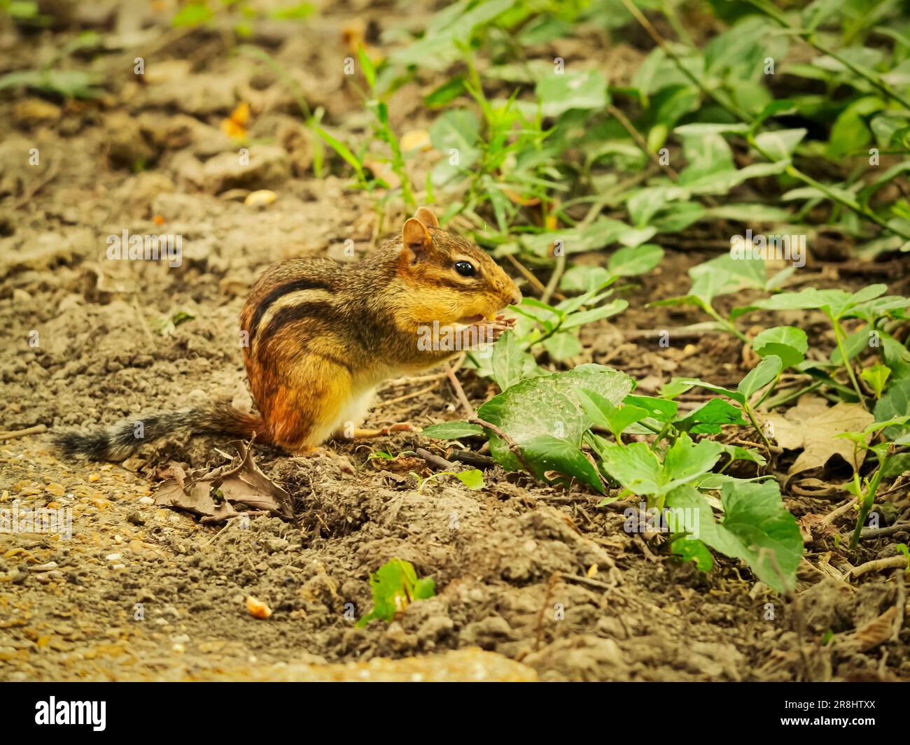 Chipmunk eating grass seeds hi-res stock photography and images - Alamy