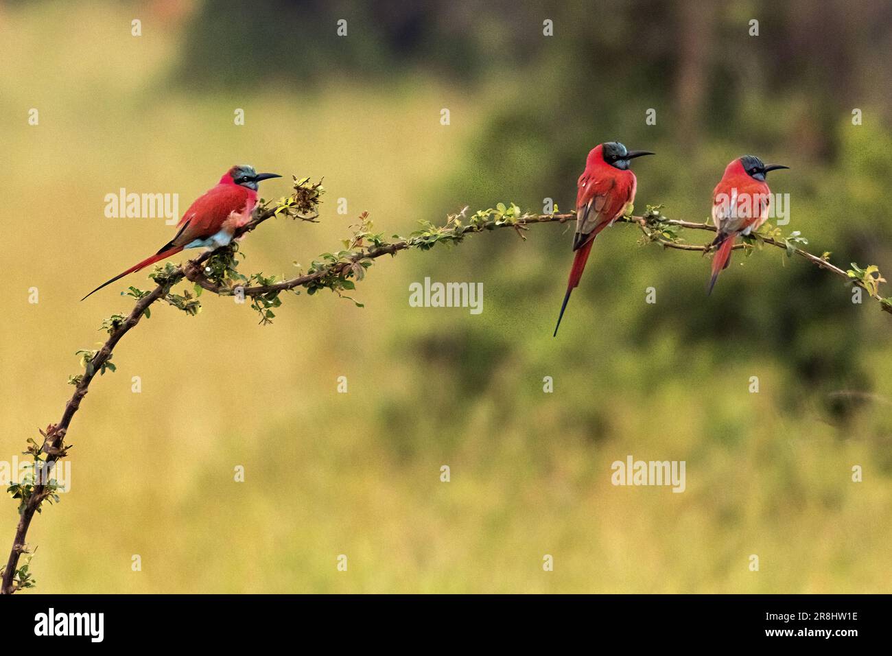 Southern carmine bee-eater (Merops nubicoides), Uganda, Africa Stock ...