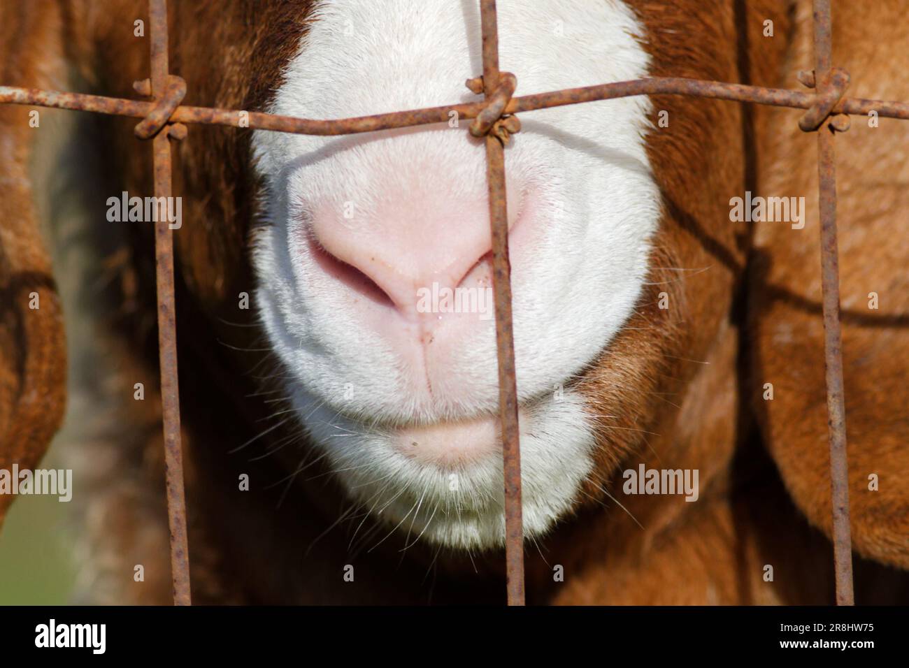 A closeup of a domestic goat with its head and neck protruding through ...