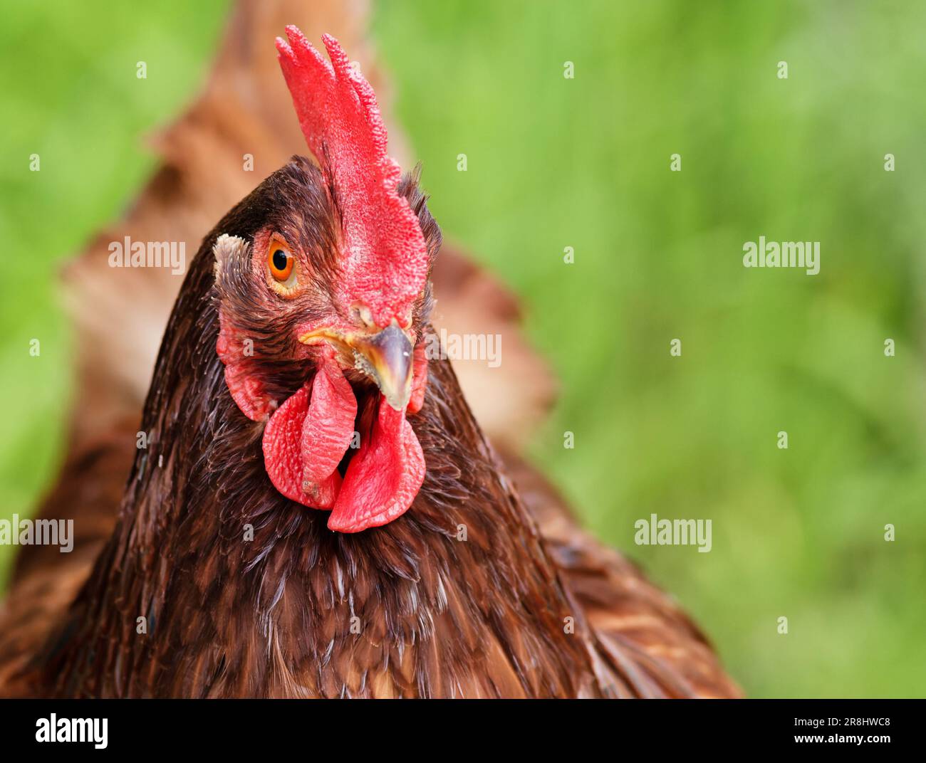 A Rhode Island Red chicken in a grassy field with lush green grass ...