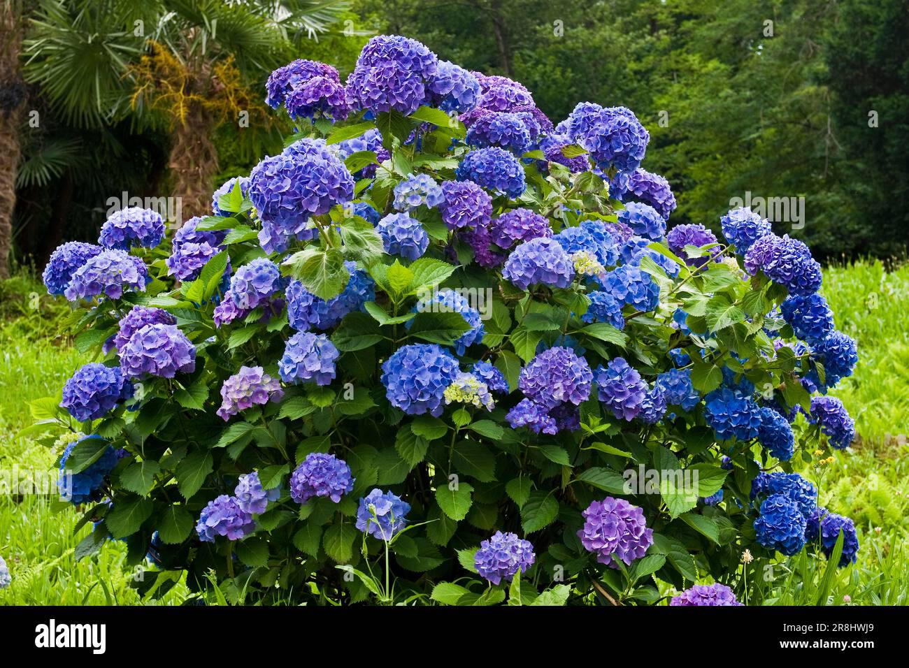 Italy horizontal plant plants hi-res stock photography and images - Alamy