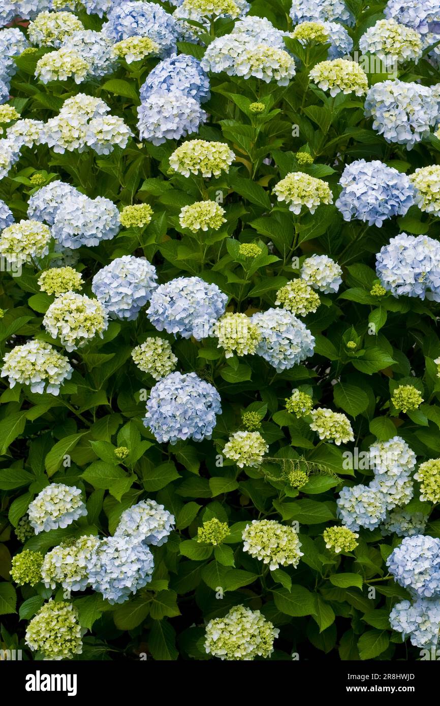 Hydrangeas. Lenno. Como Lake. Italy Stock Photo - Alamy