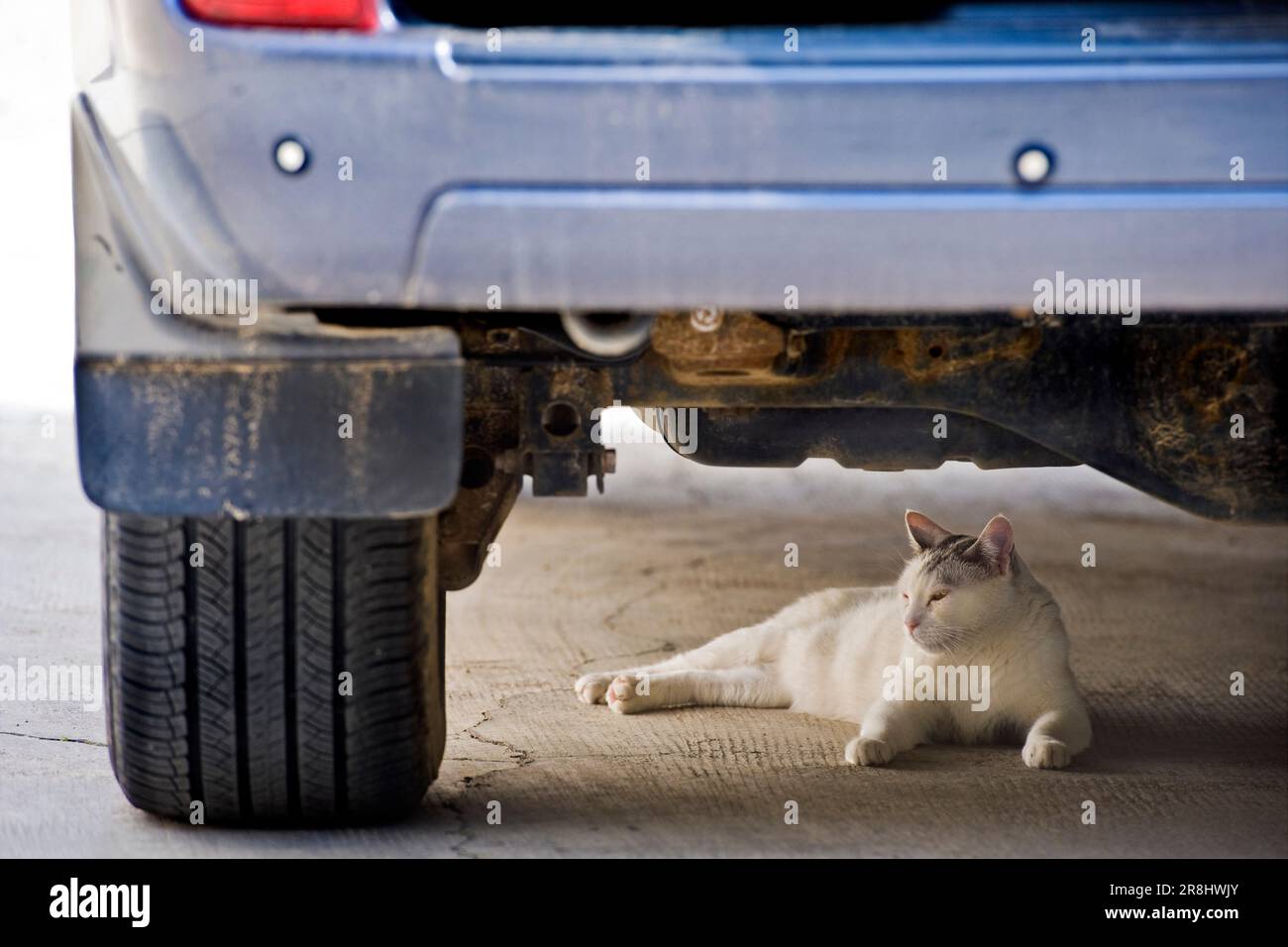 Cat Under The Car Stock Photo - Alamy