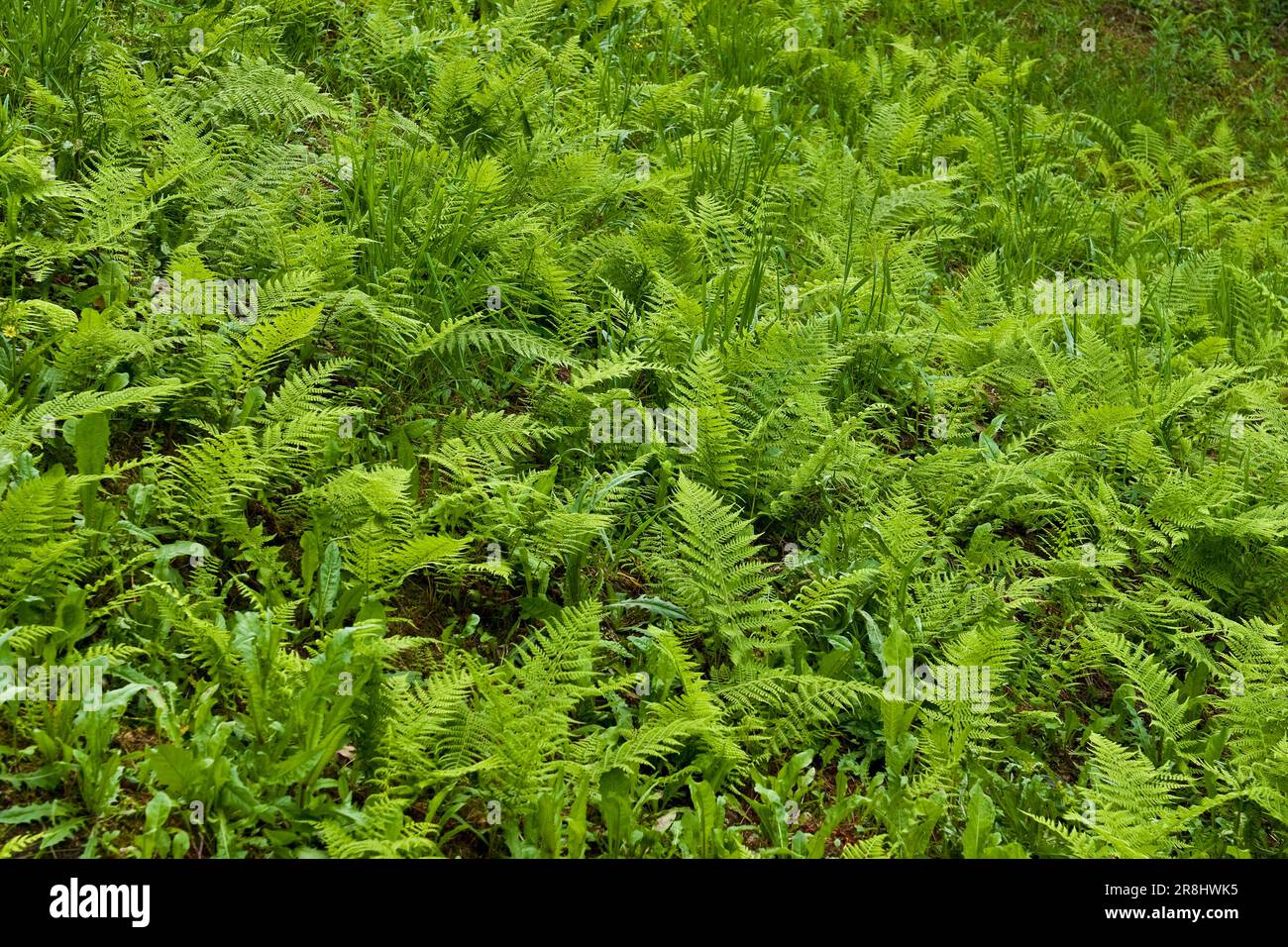 Flora of ferns hi-res stock photography and images - Alamy