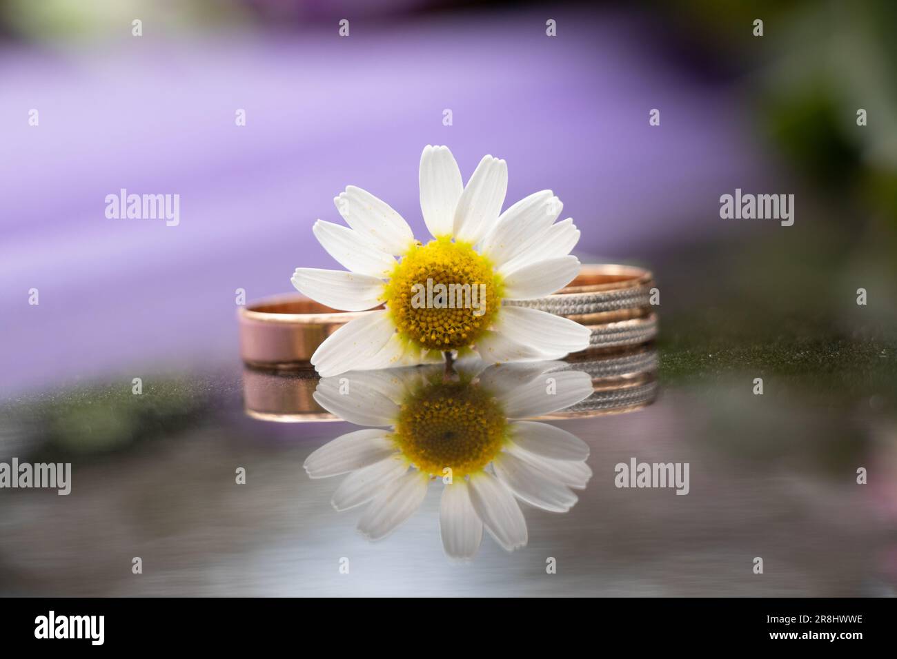 engagement gold wedding rings lie on a dark mirror in the sun with a ...