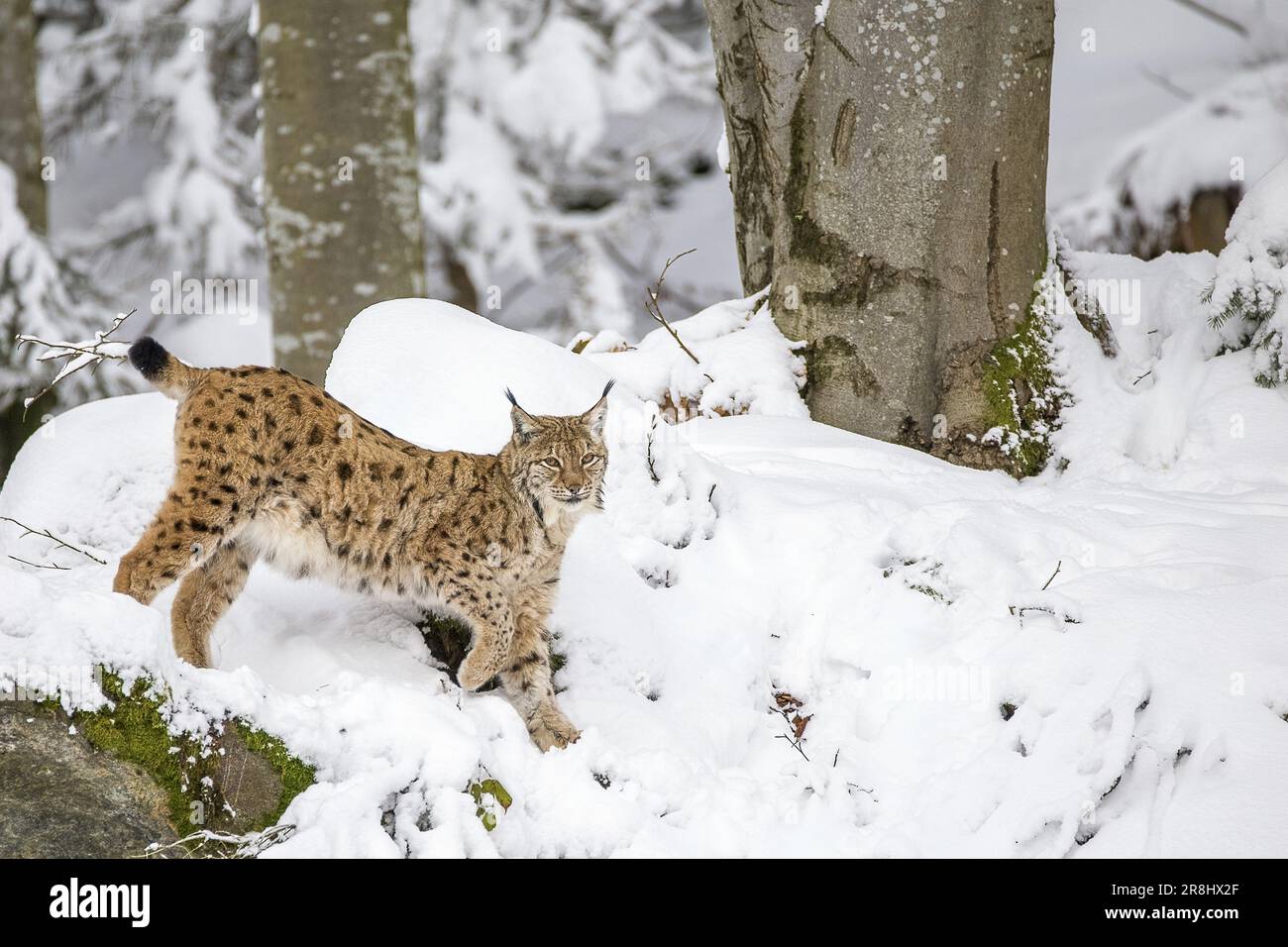 Eurasian lynx (Lynx lynx) Germany, Europe Stock Photo - Alamy
