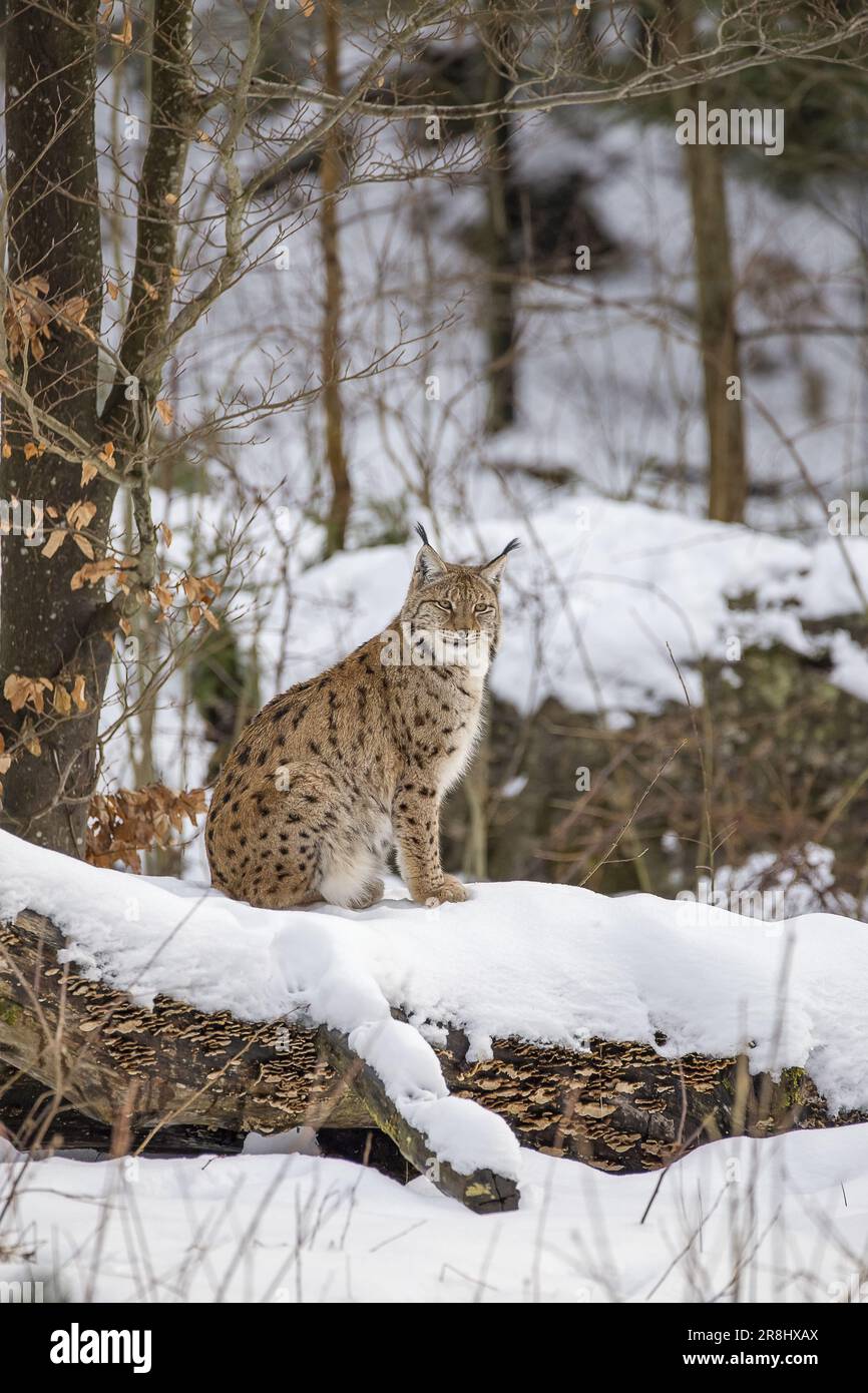 Eurasian lynx (Lynx lynx) Germany, Europe Stock Photo - Alamy