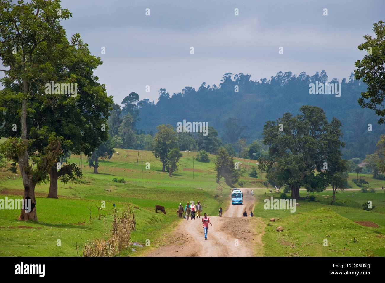 Dorze Land. Chencha. Ethiopia Stock Photo - Alamy