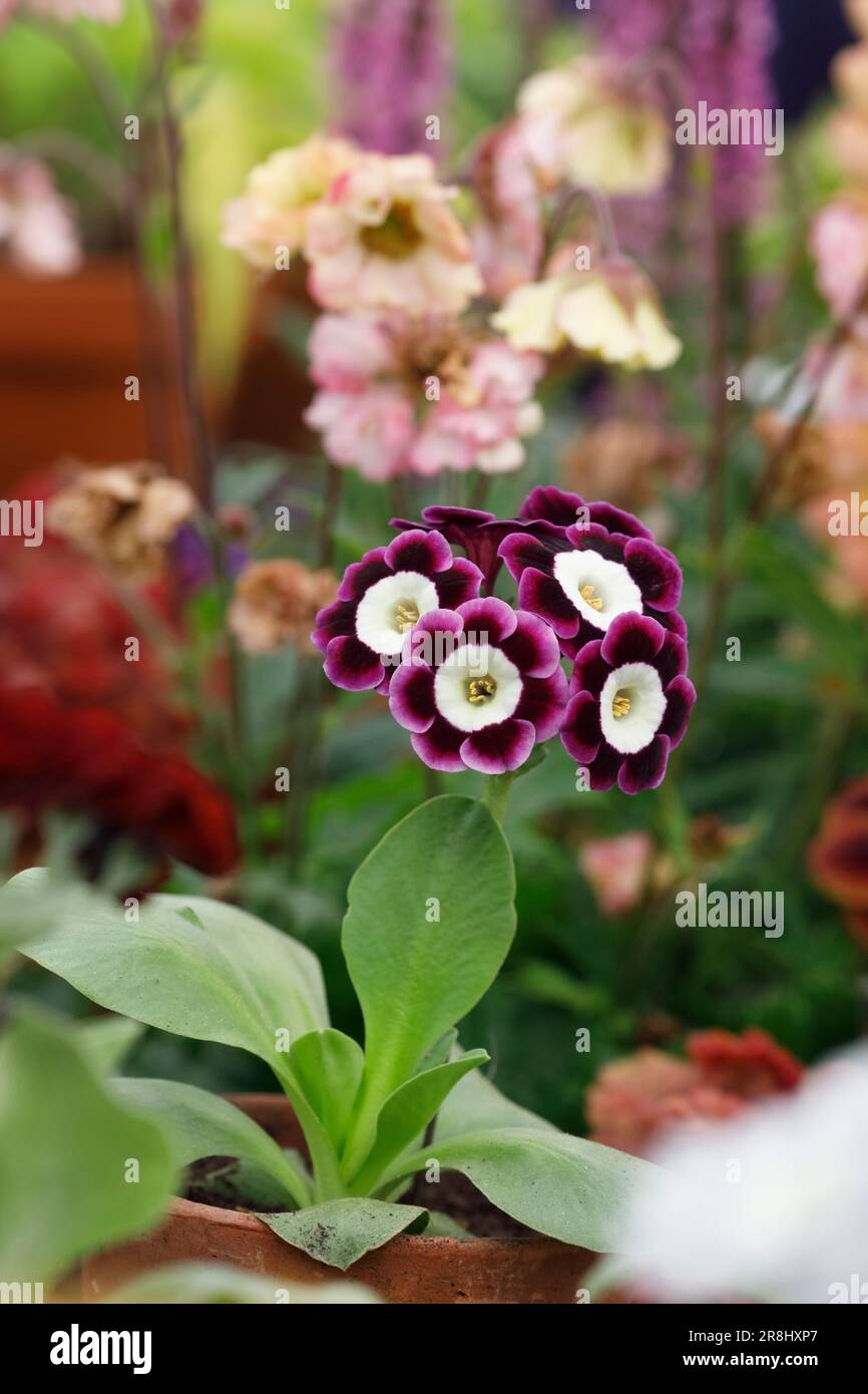 Auricula hi-res stock photography and images - Alamy