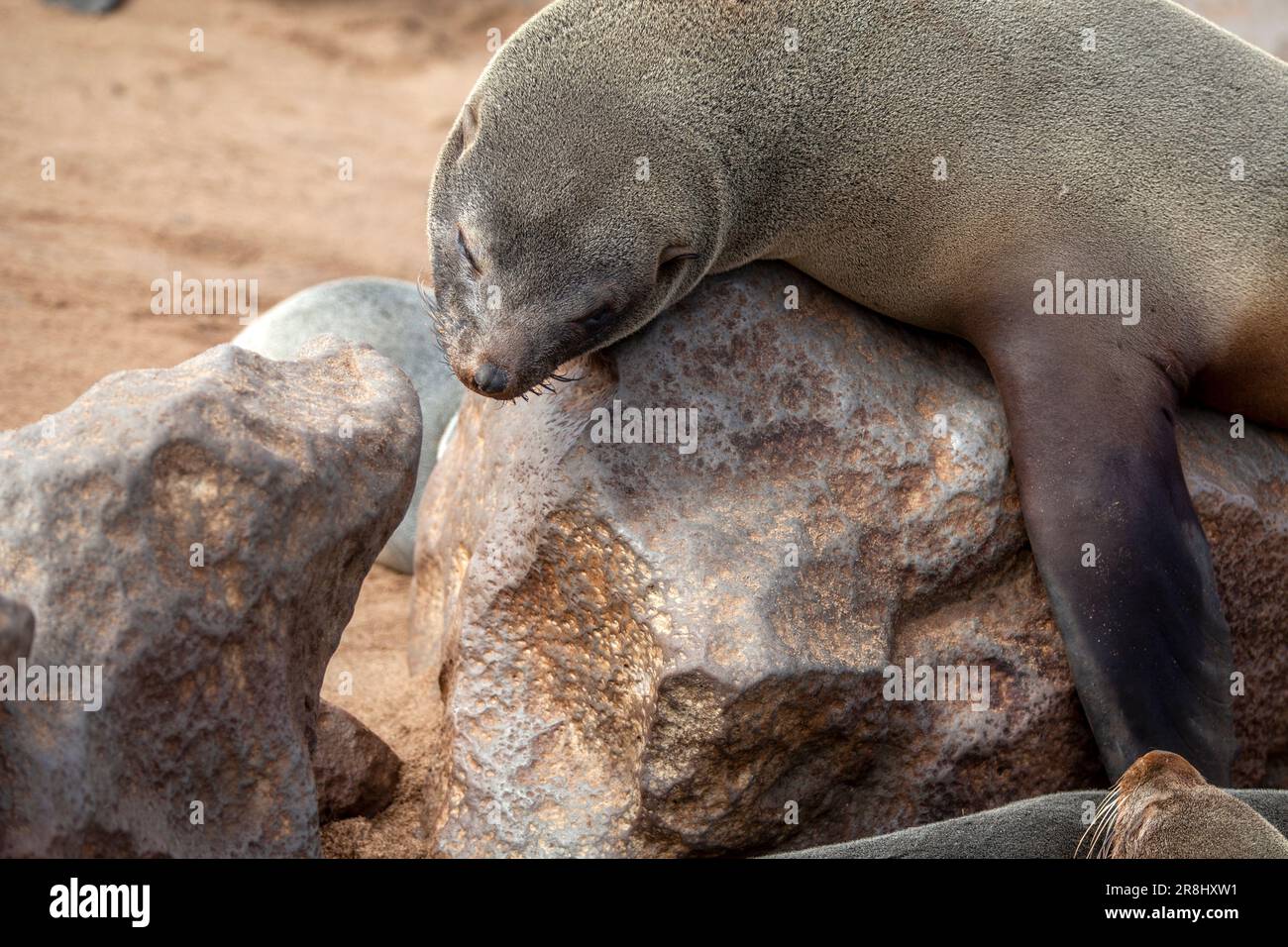 Africa namibia cape cross stone hi-res stock photography and images - Alamy