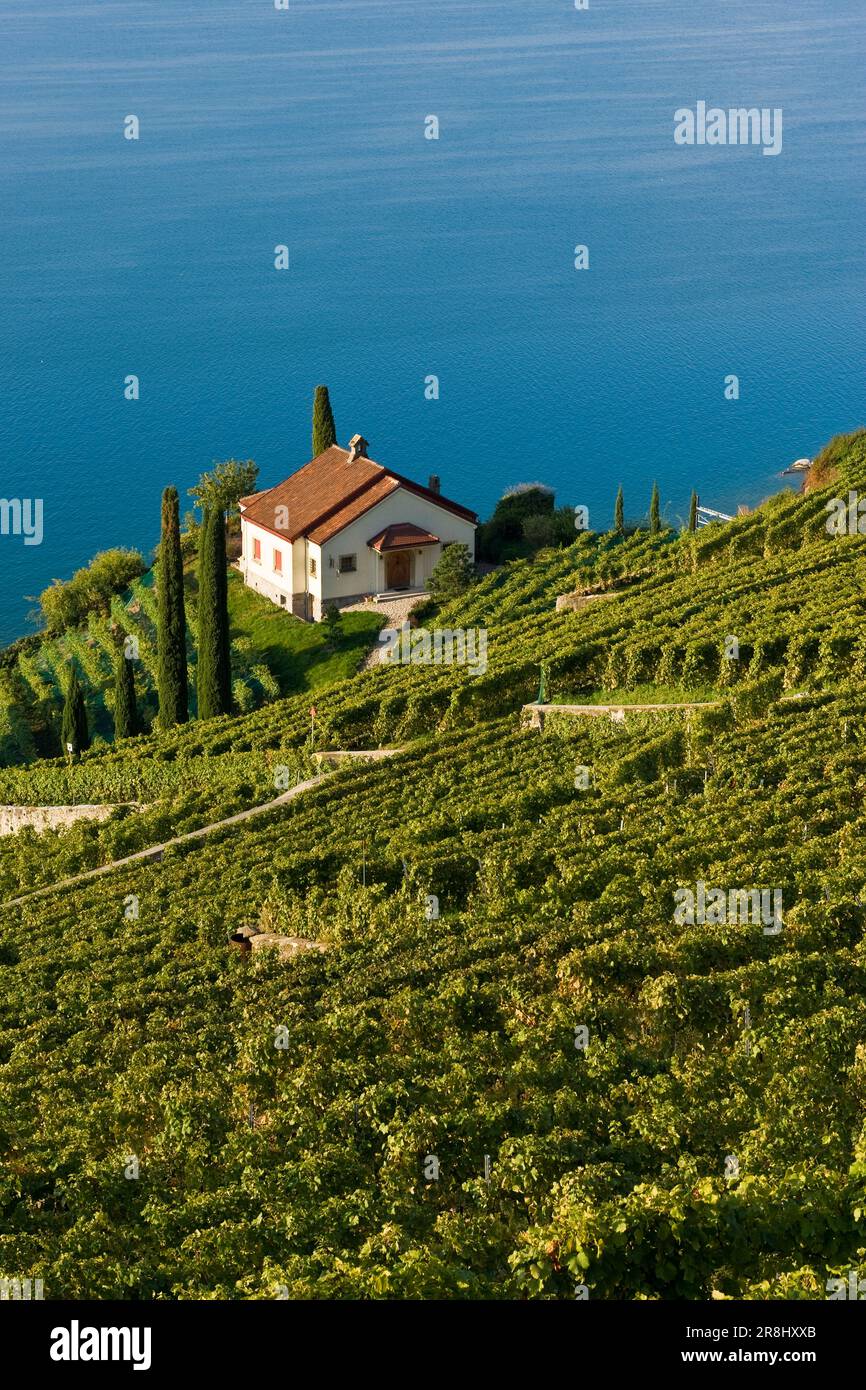 Lavaux Vineyards. Unesco. Switzerland Stock Photo - Alamy