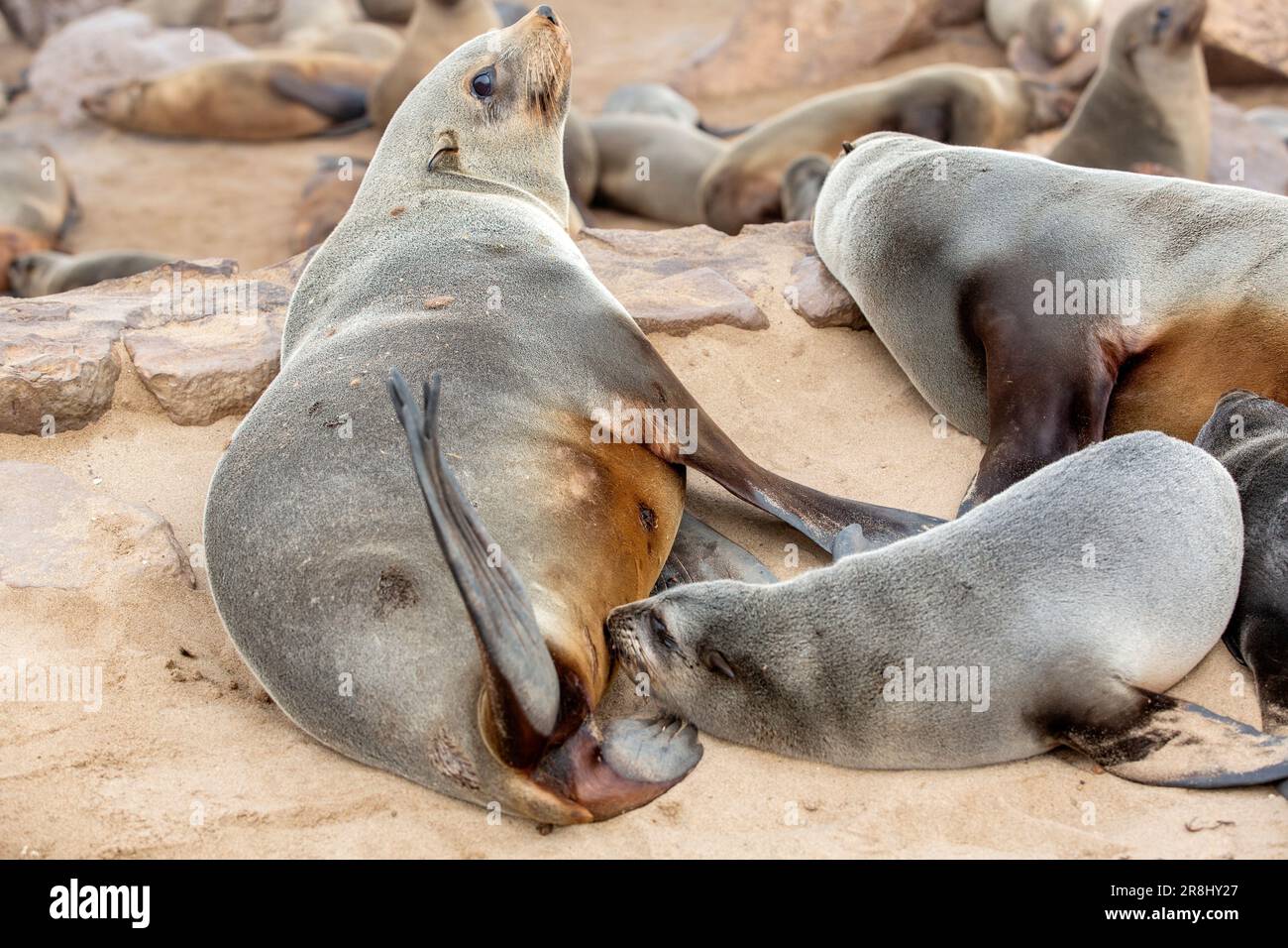 A brown fur seal (Arctocephalus pusillus) pup suckling and drinking ...