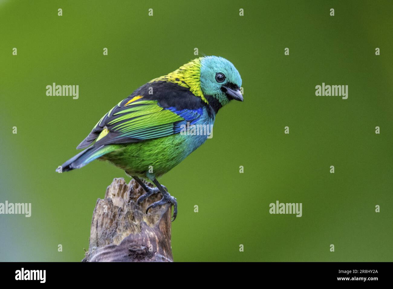 Blue headed tanager tangara hi-res stock photography and images - Alamy