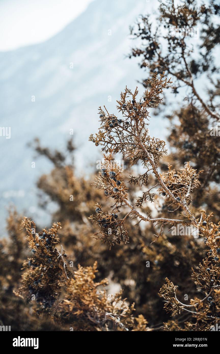 A stunning view of the Tanda Ziarat Mountain in Quetta, Balochistan ...