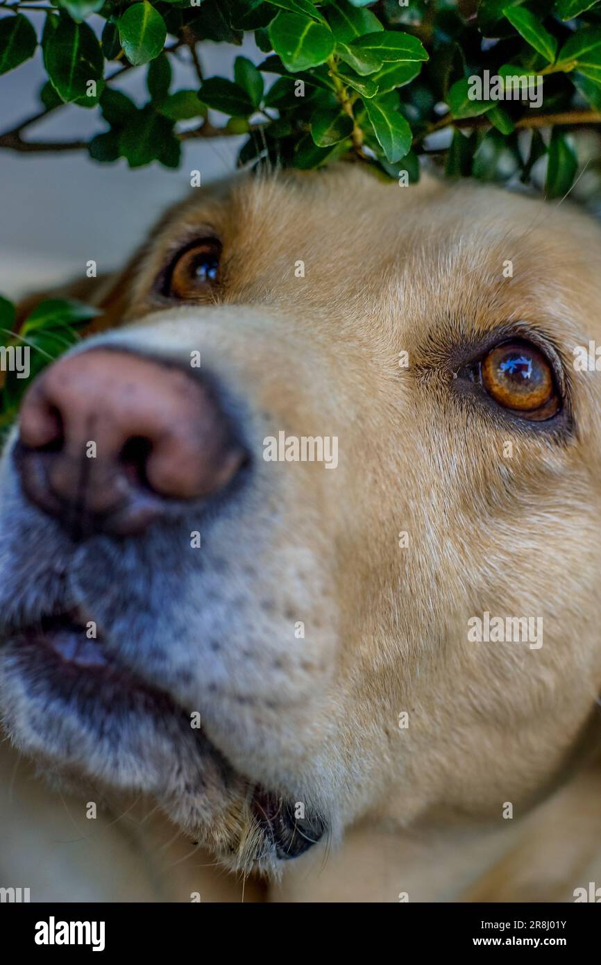 An adorable brown dog with their snout poking out of the frame Stock ...