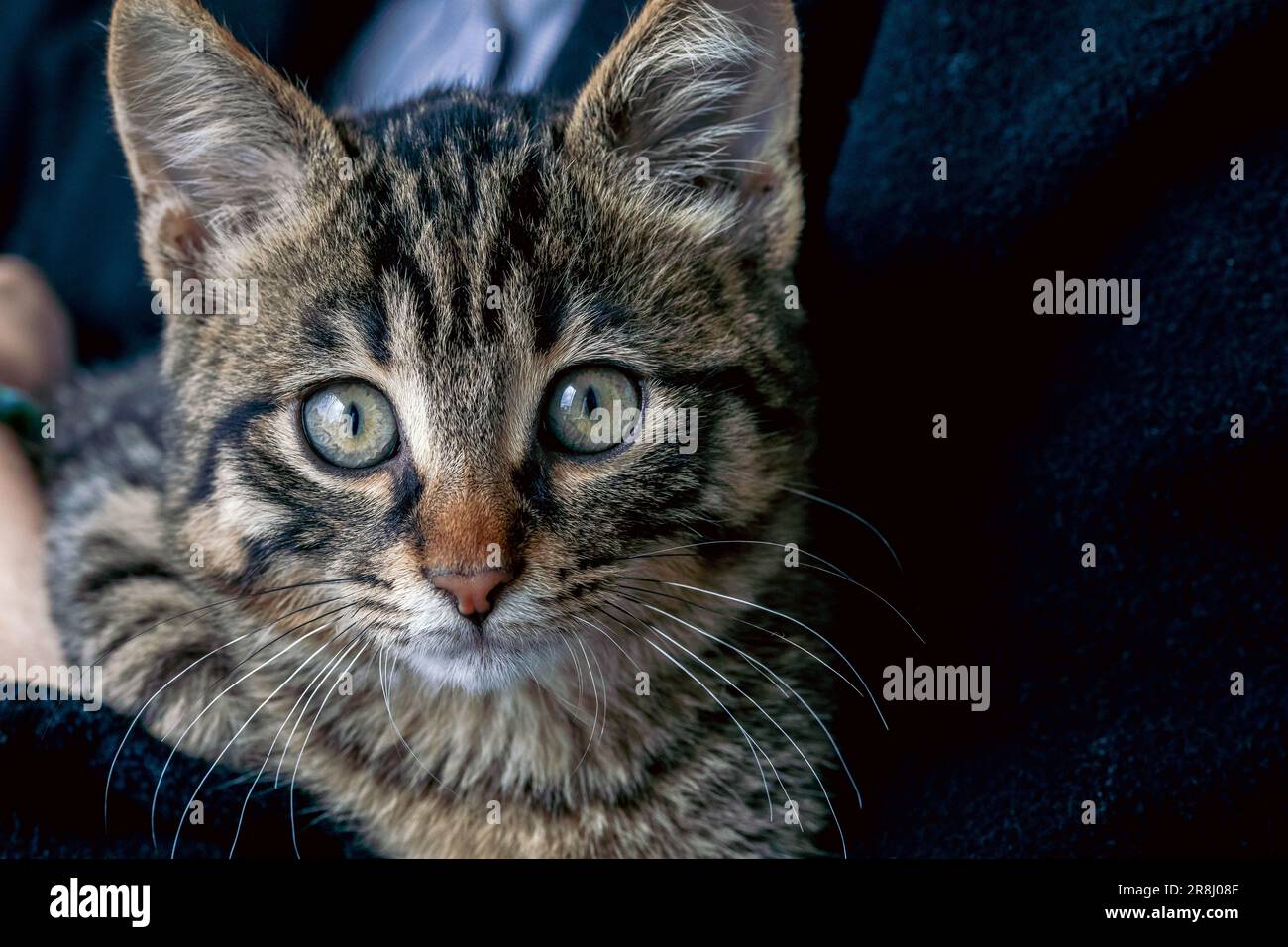 Little gray-brown tabby kitten sits in the arms of a person. Cute baby ...