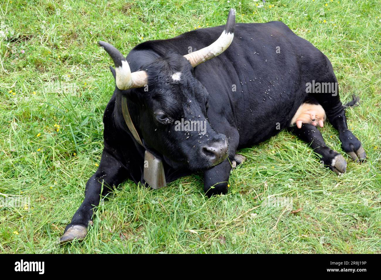Only cow hi-res stock photography and images - Alamy