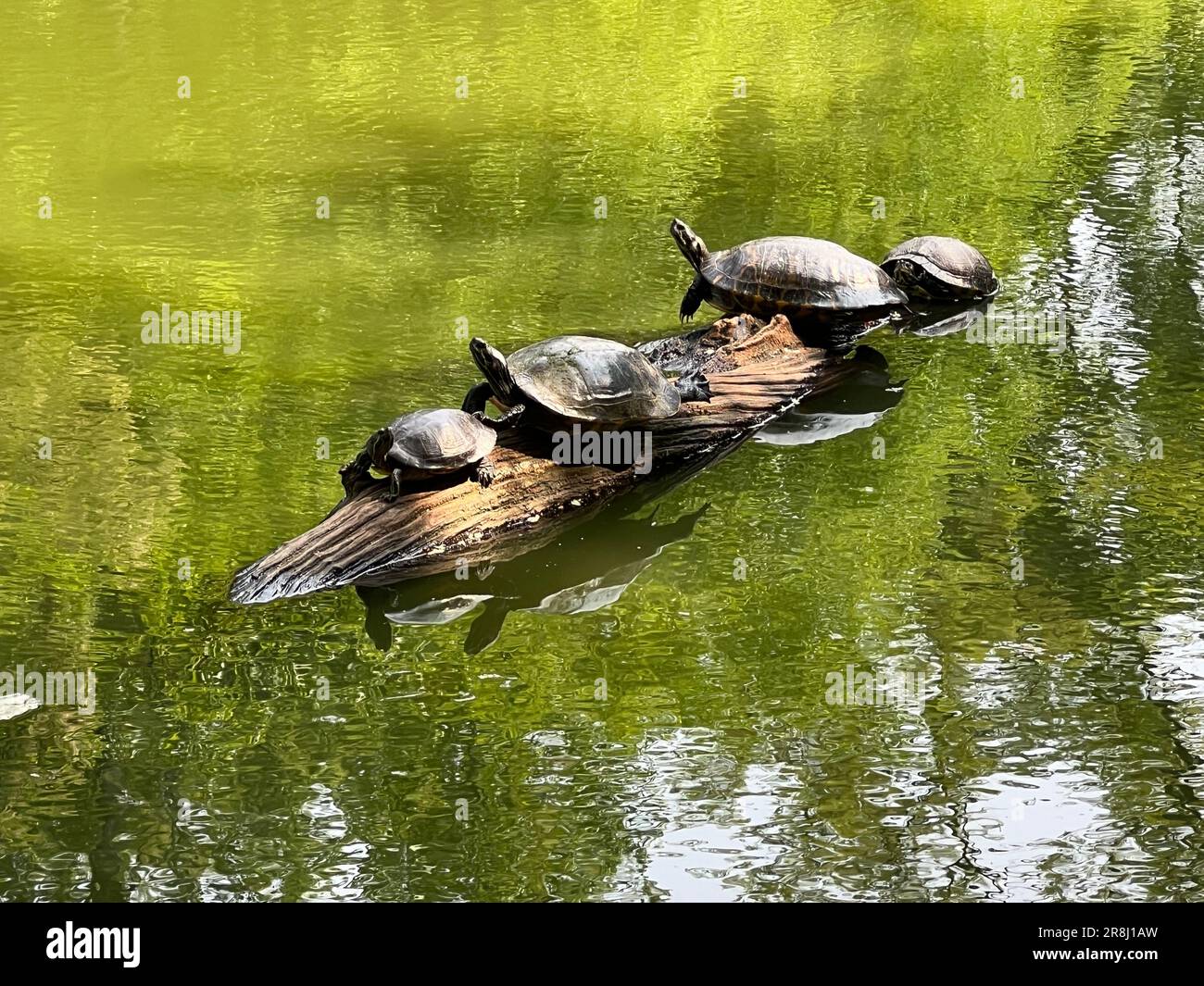 Turtles sunning themselves on the lake at Prospect Park in Brooklyn ...