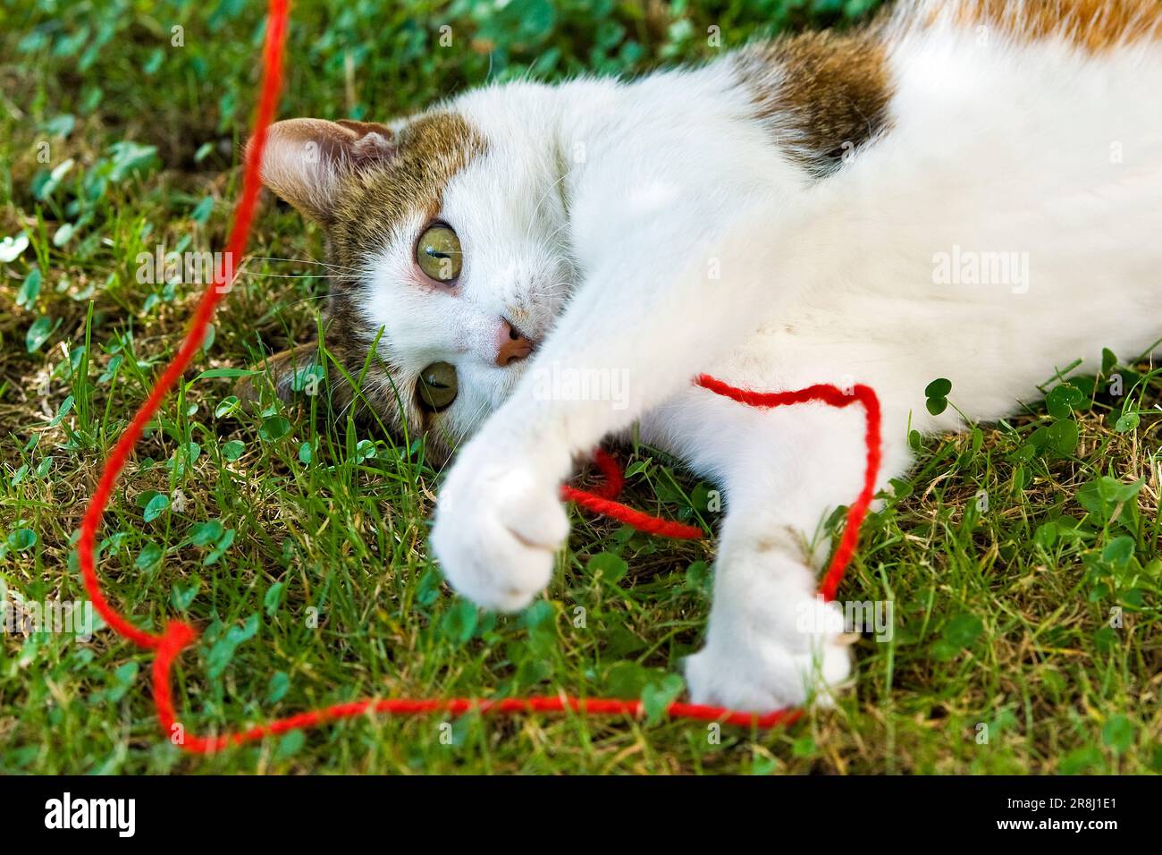Cats playing with ball hi-res stock photography and images - Alamy