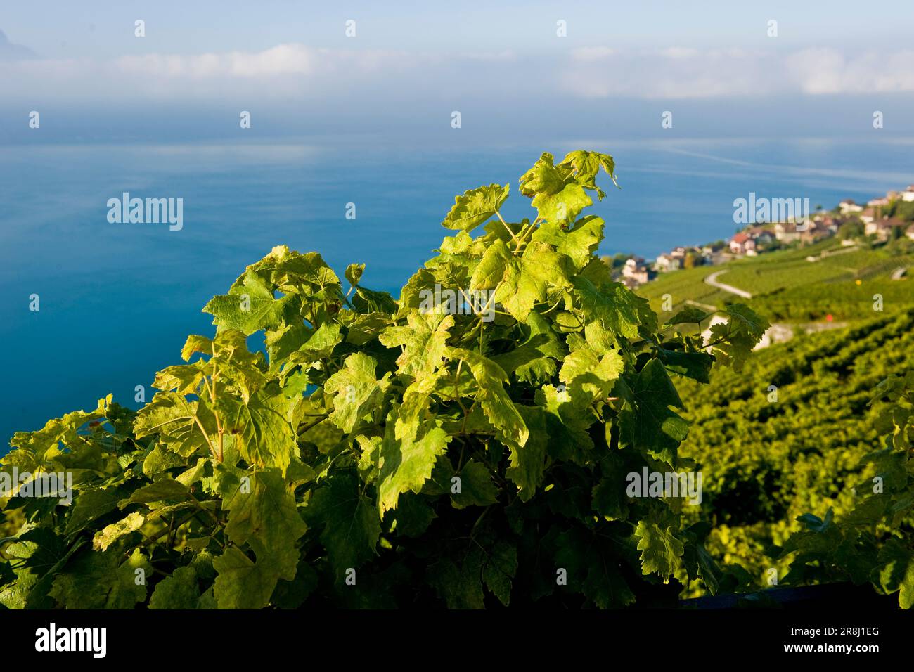 Lavaux Vineyards. Unesco. Switzerland Stock Photo - Alamy
