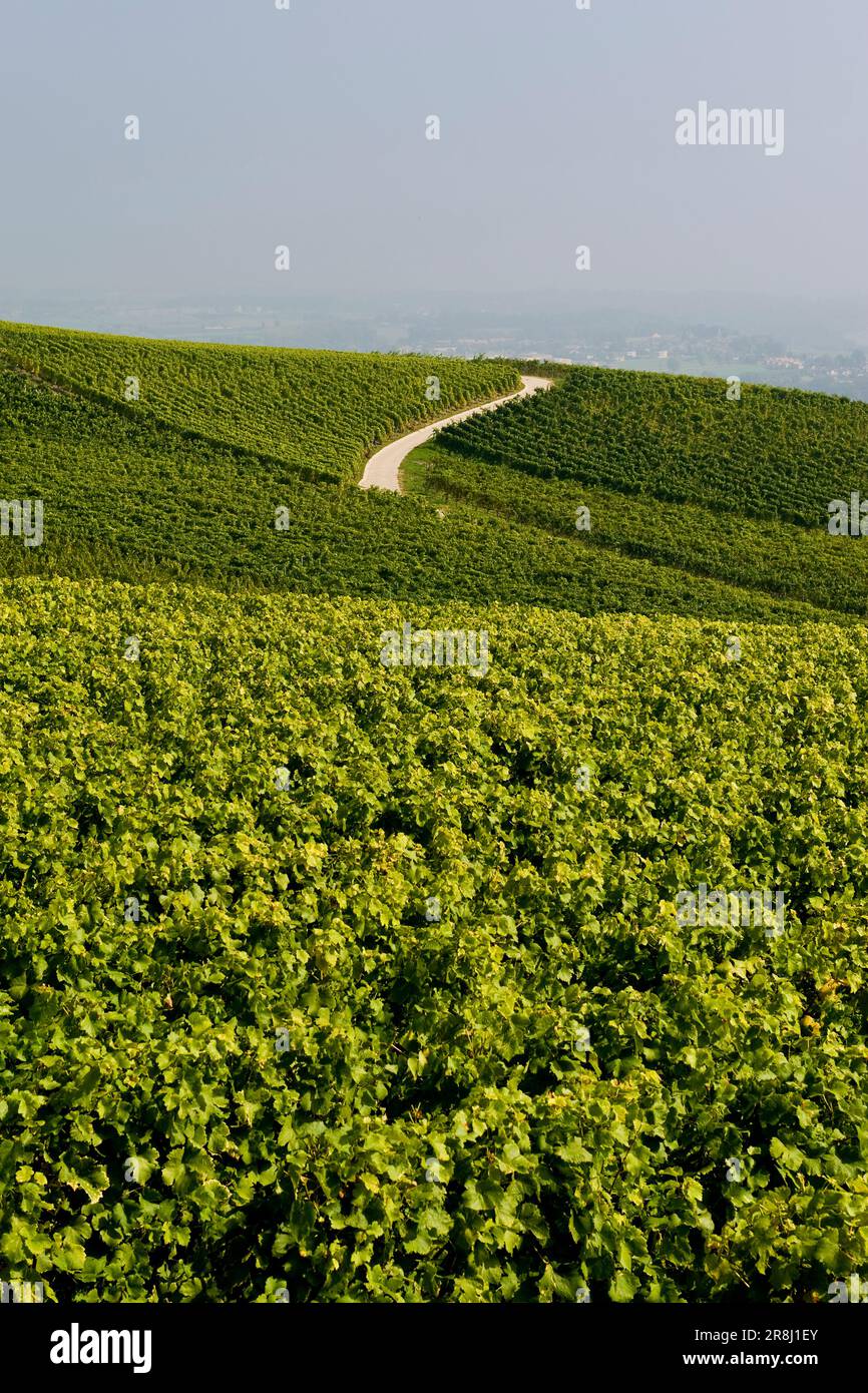 Lavaux Vineyards. Unesco. Switzerland Stock Photo - Alamy