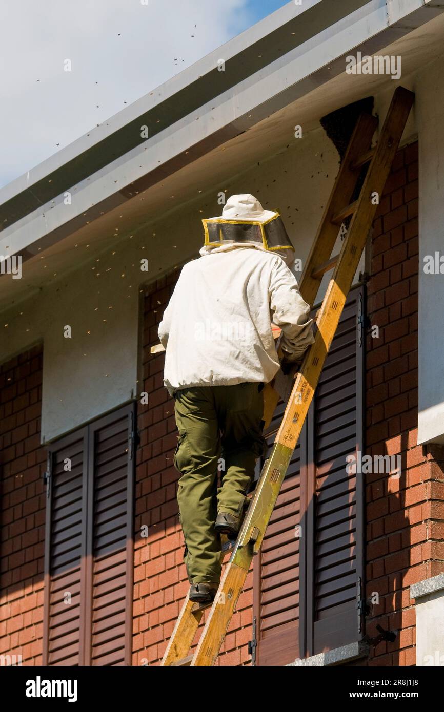 Beekeeper Removes A Beehive From A Building Stock Photo - Alamy