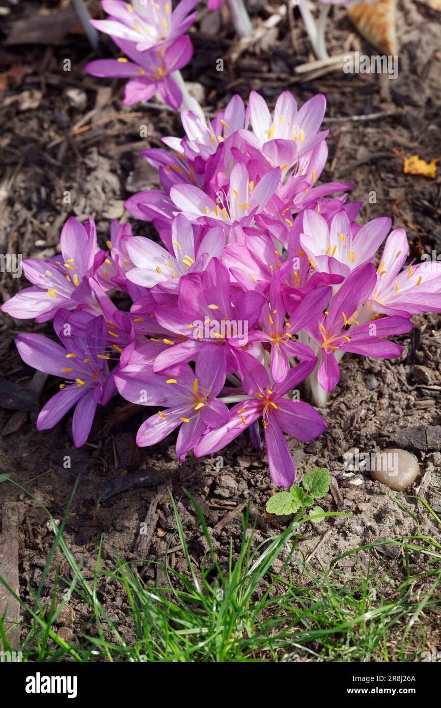 Colchicum cilicicum 'Purpureum' Stock Photo - Alamy