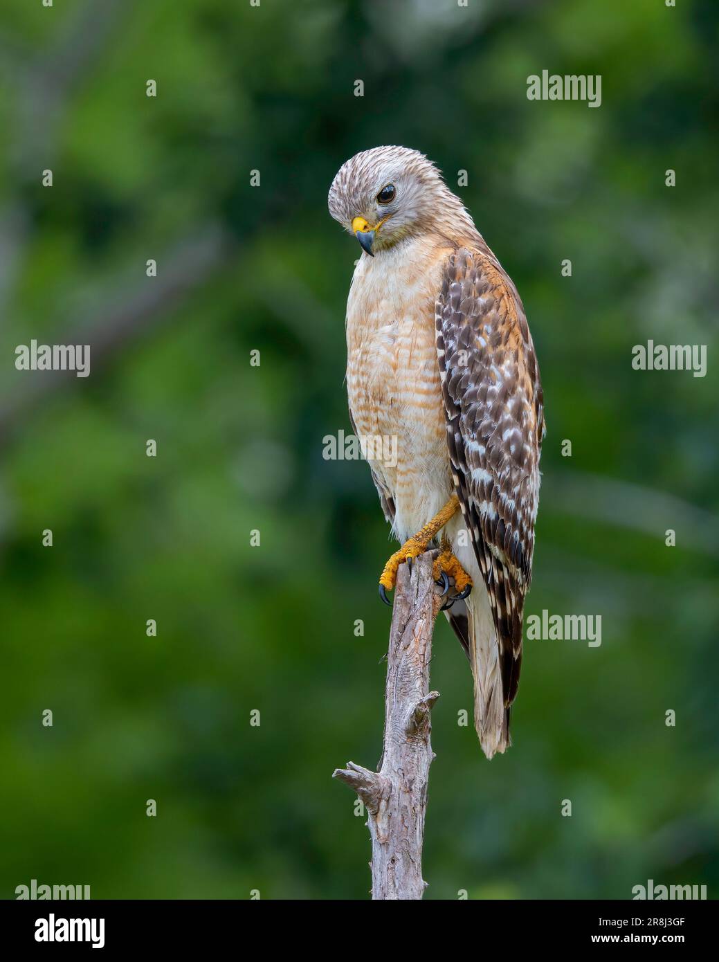 A solitary hawk bird perched atop a barren branch in the midst of an ...