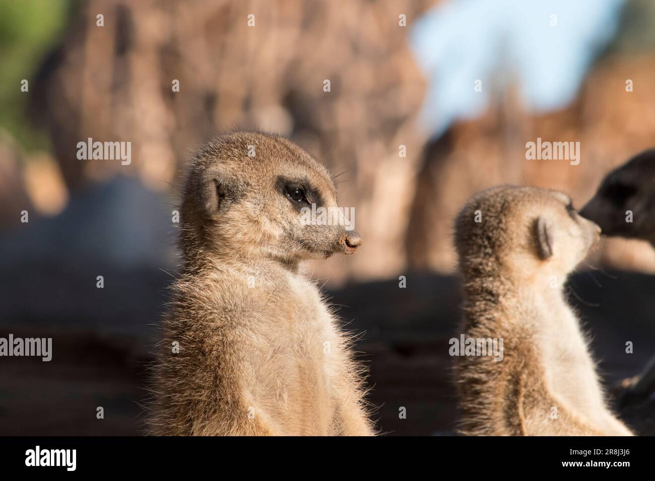 Cute animal surikate meerkats. Fury meerkat is keeping watch Stock ...