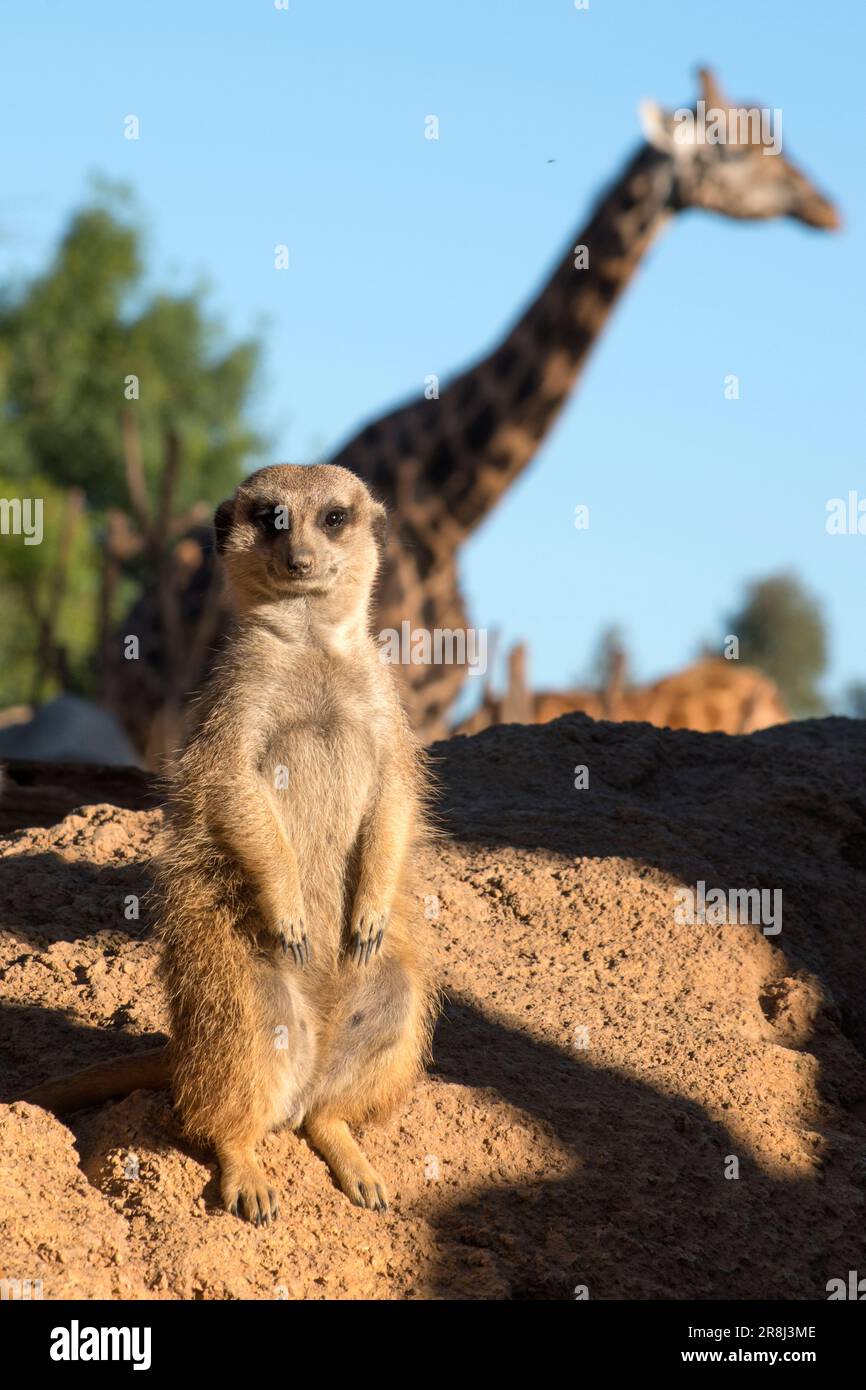 Cute animal surikate meerkats. Fury meerkat is keeping watch Stock ...