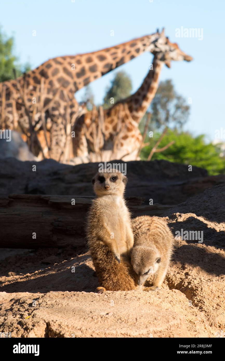 Cute animal surikate meerkats. Fury meerkat is keeping watch Stock ...