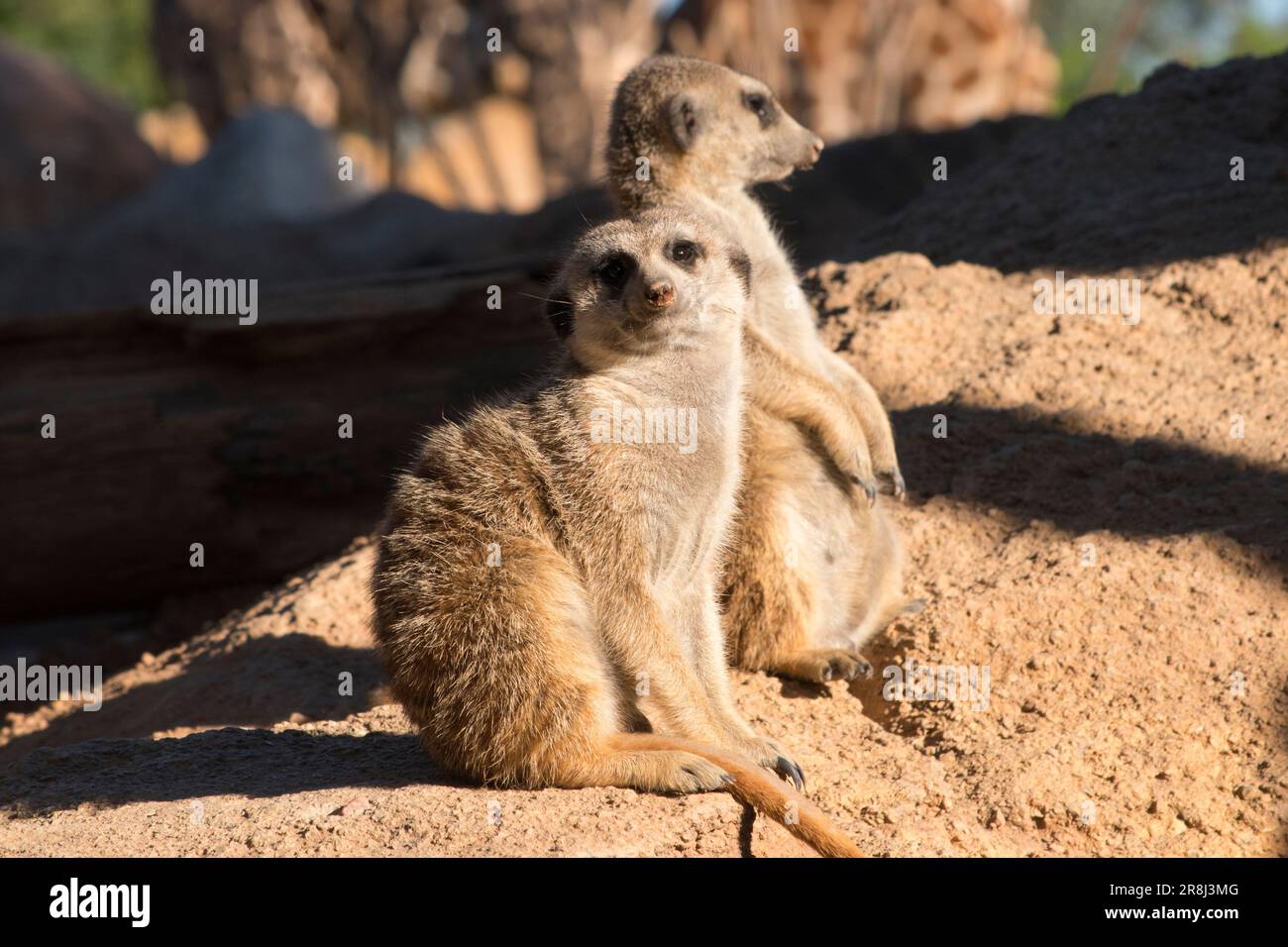 Cute animal surikate meerkats. Fury meerkat is keeping watch Stock ...