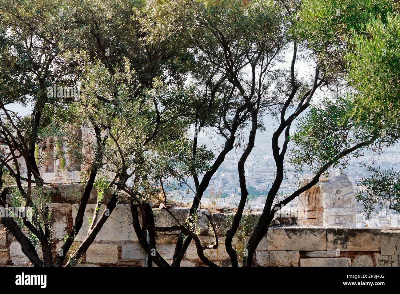 Ancient Olive Trees at the Acropolis Sanctuary of Athens Stock Photo ...