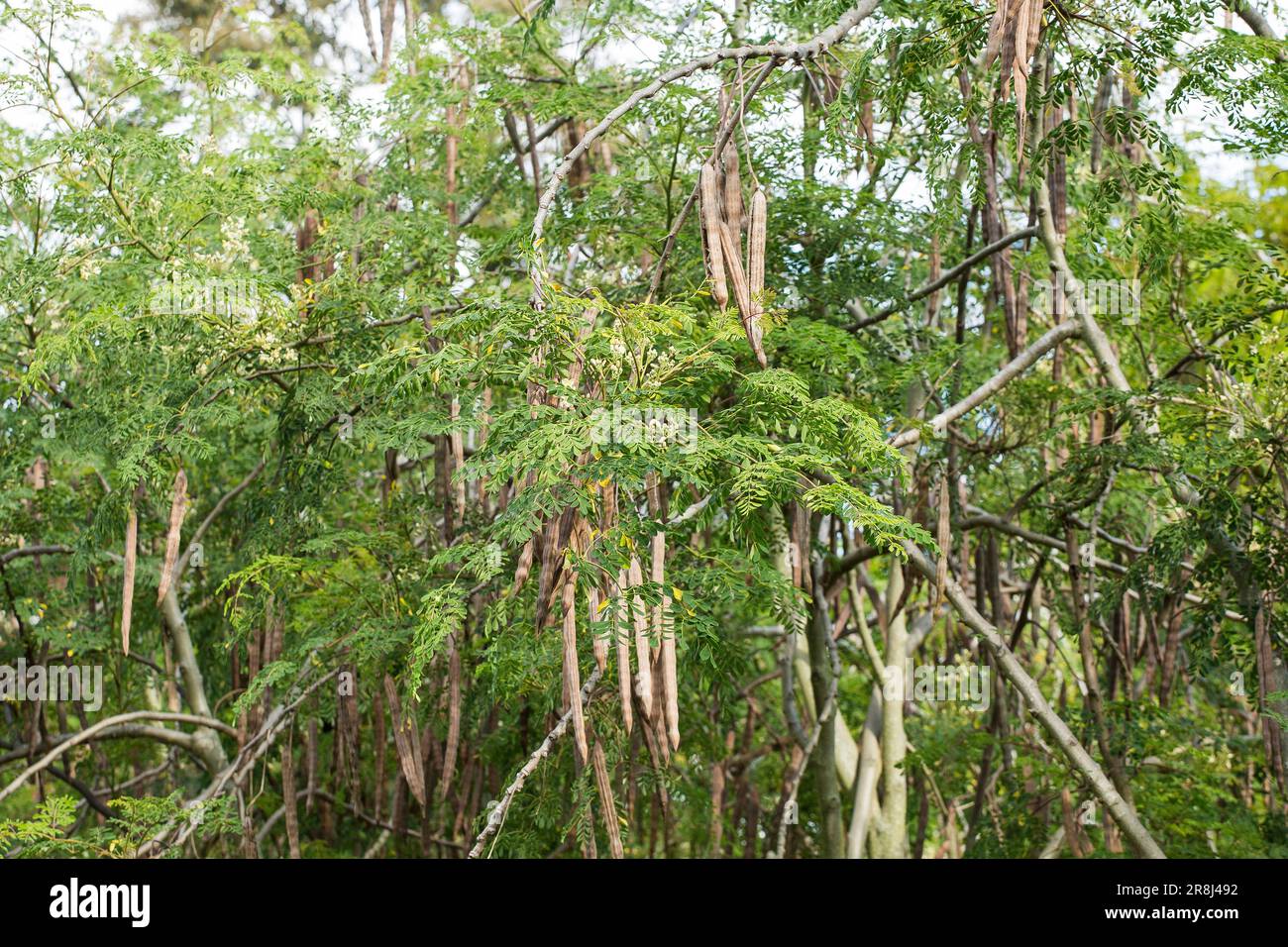 Moringa leaves and pods on the plant - Moringa oleifera Stock Photo - Alamy