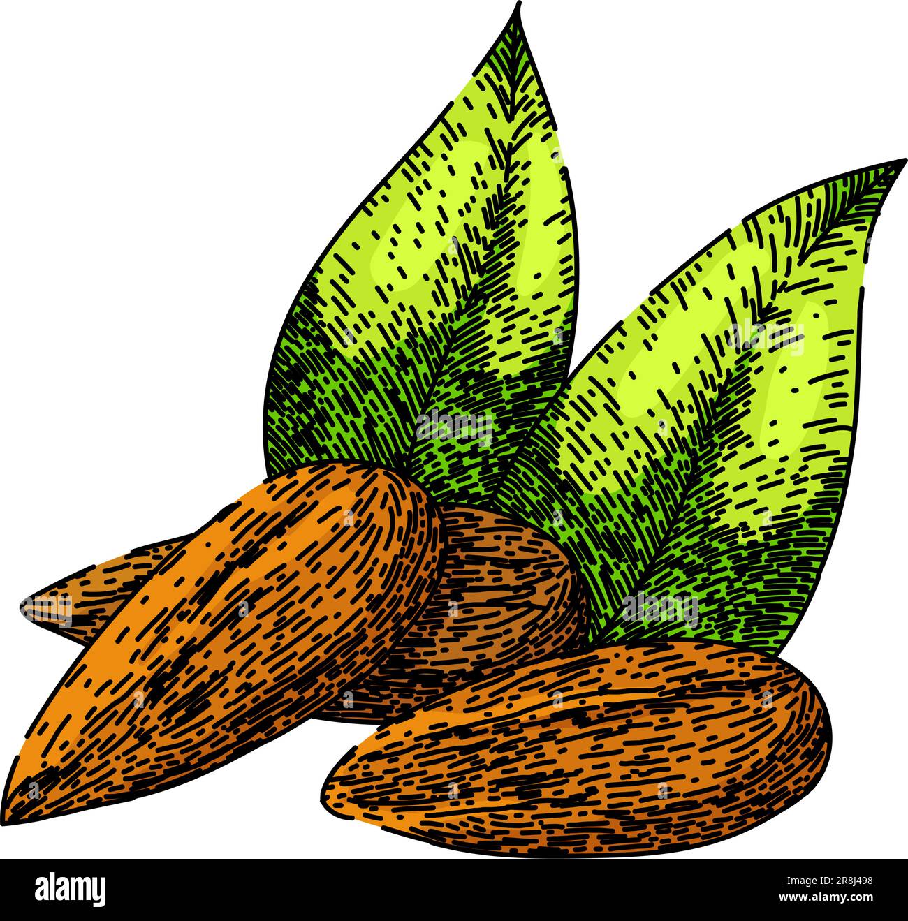 almond nut raw sketch hand drawn vector Stock Vector Image & Art - Alamy almond nut raw sketch hand drawn vector Stock Vector Image & Art - Alamy