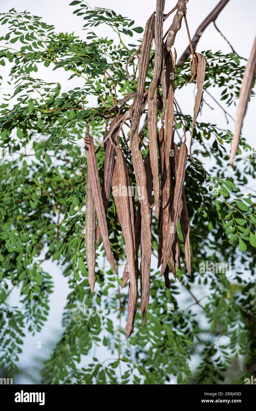 Moringa oleifera - Moringa leaves and pods on the plant Stock Photo - Alamy