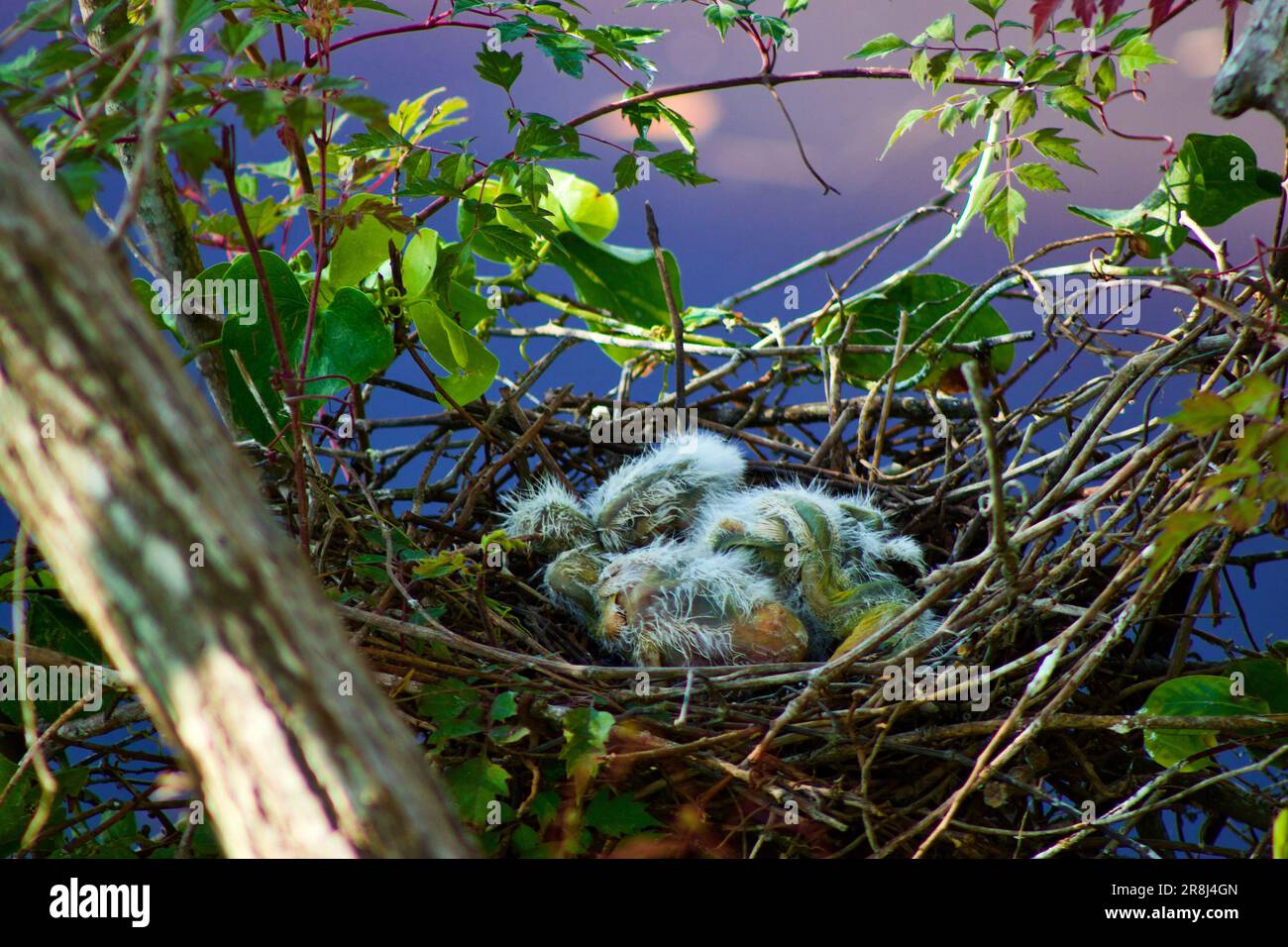 Feathery embrace hi-res stock photography and images - Alamy