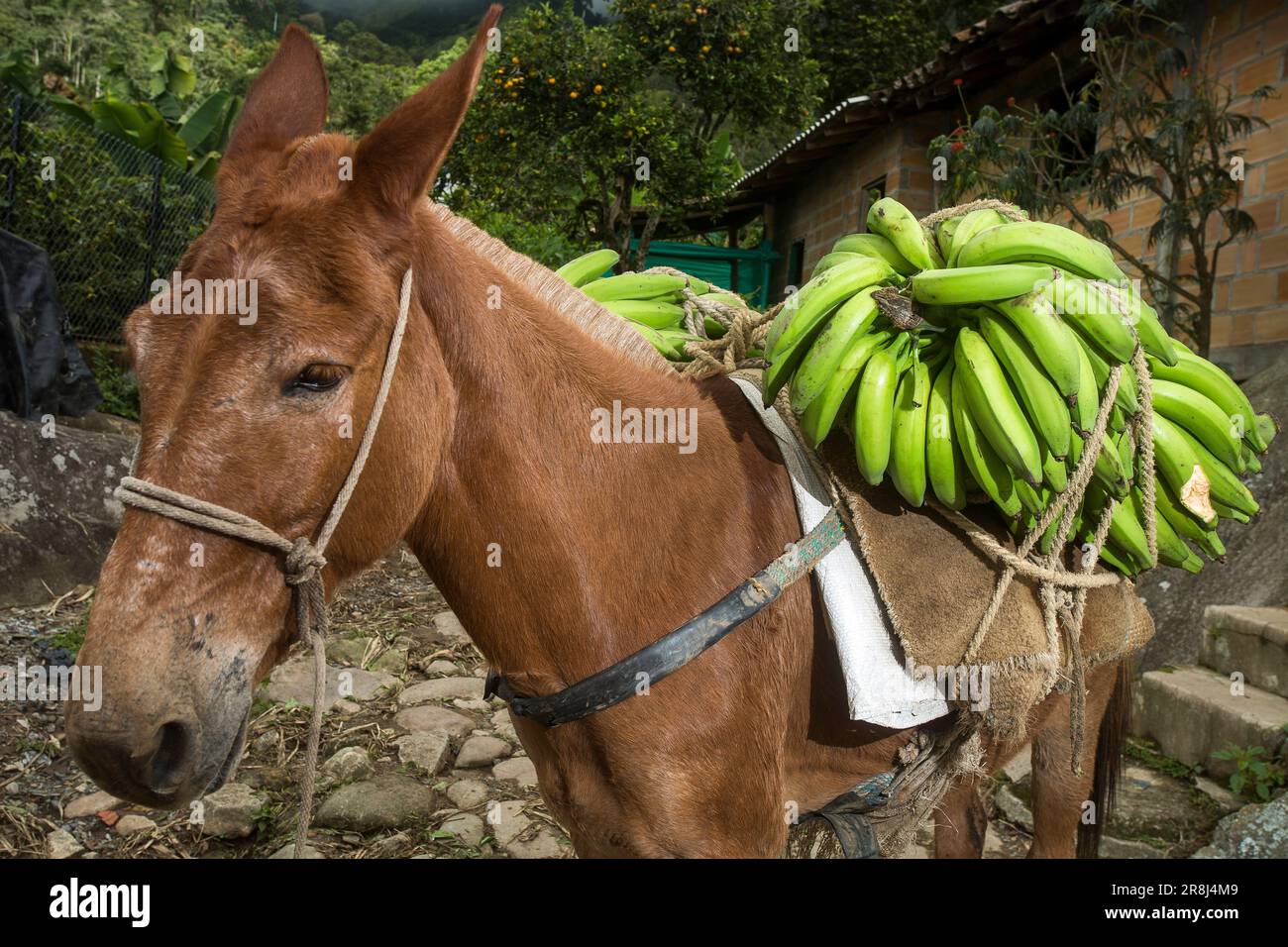 Musa x paradisiaca - Bunches of green bananas on the back of a mule ...